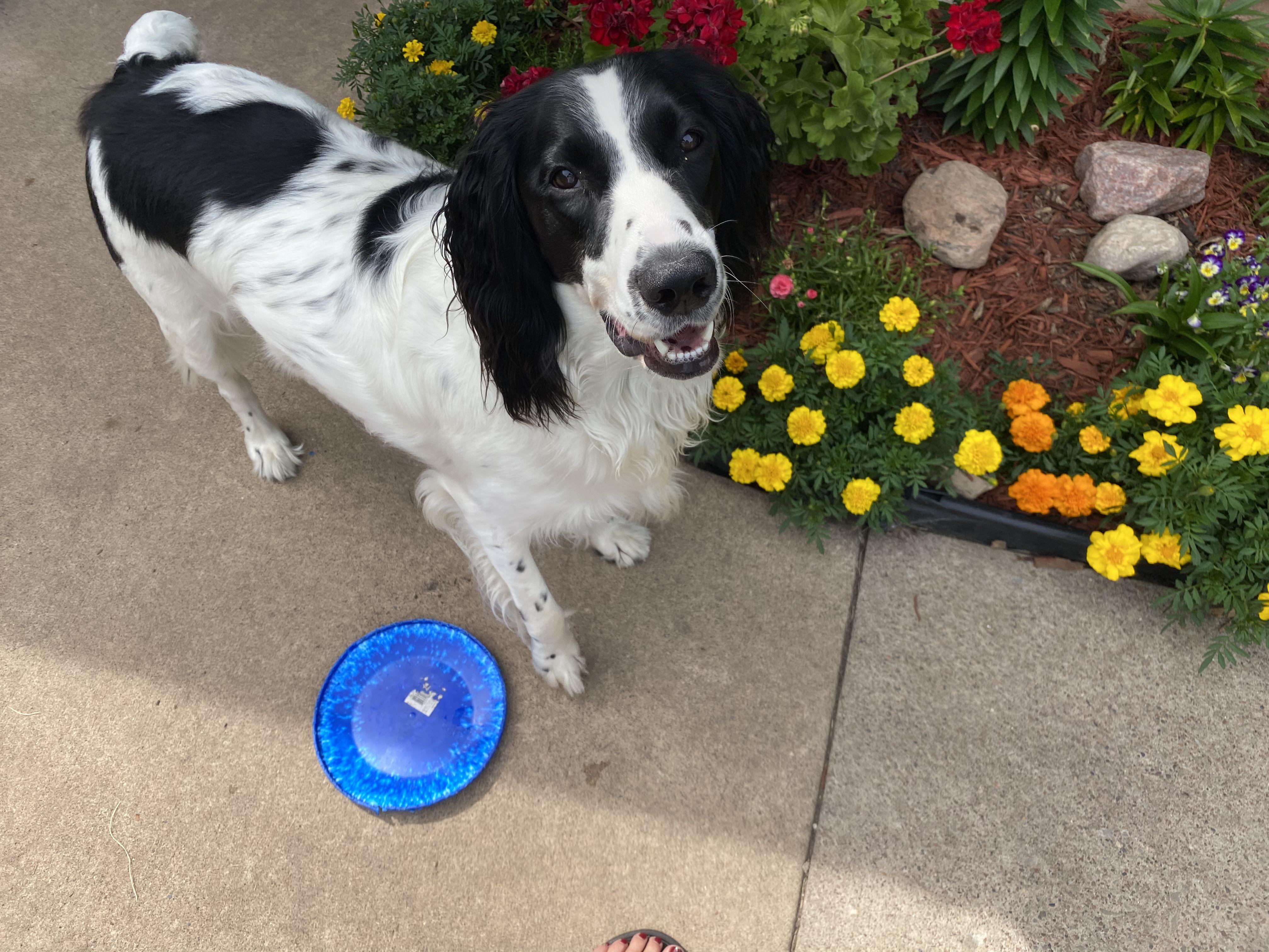 This is my buddy. Everyone meet Henry | Scrolller