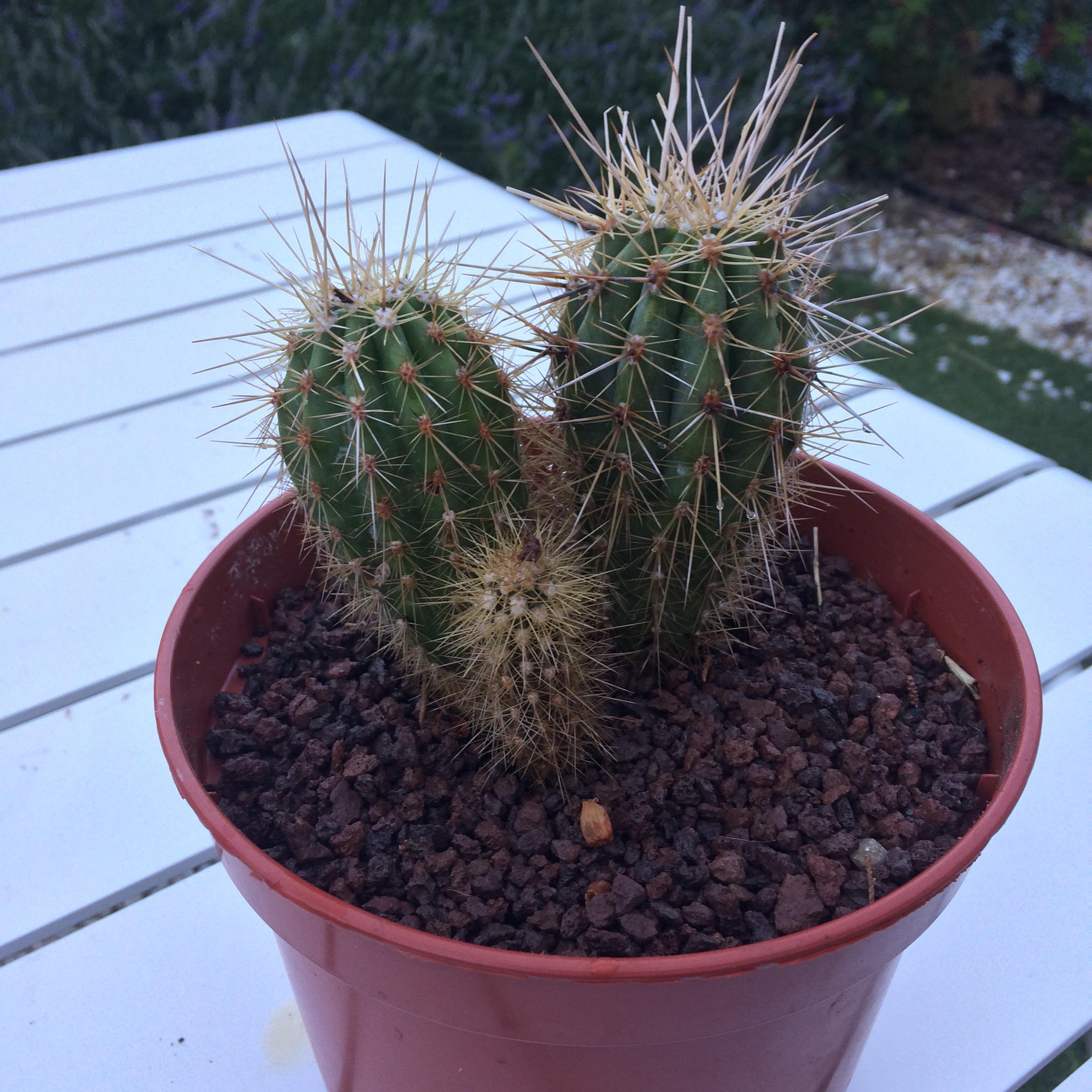 This is my cactus :) | Scrolller