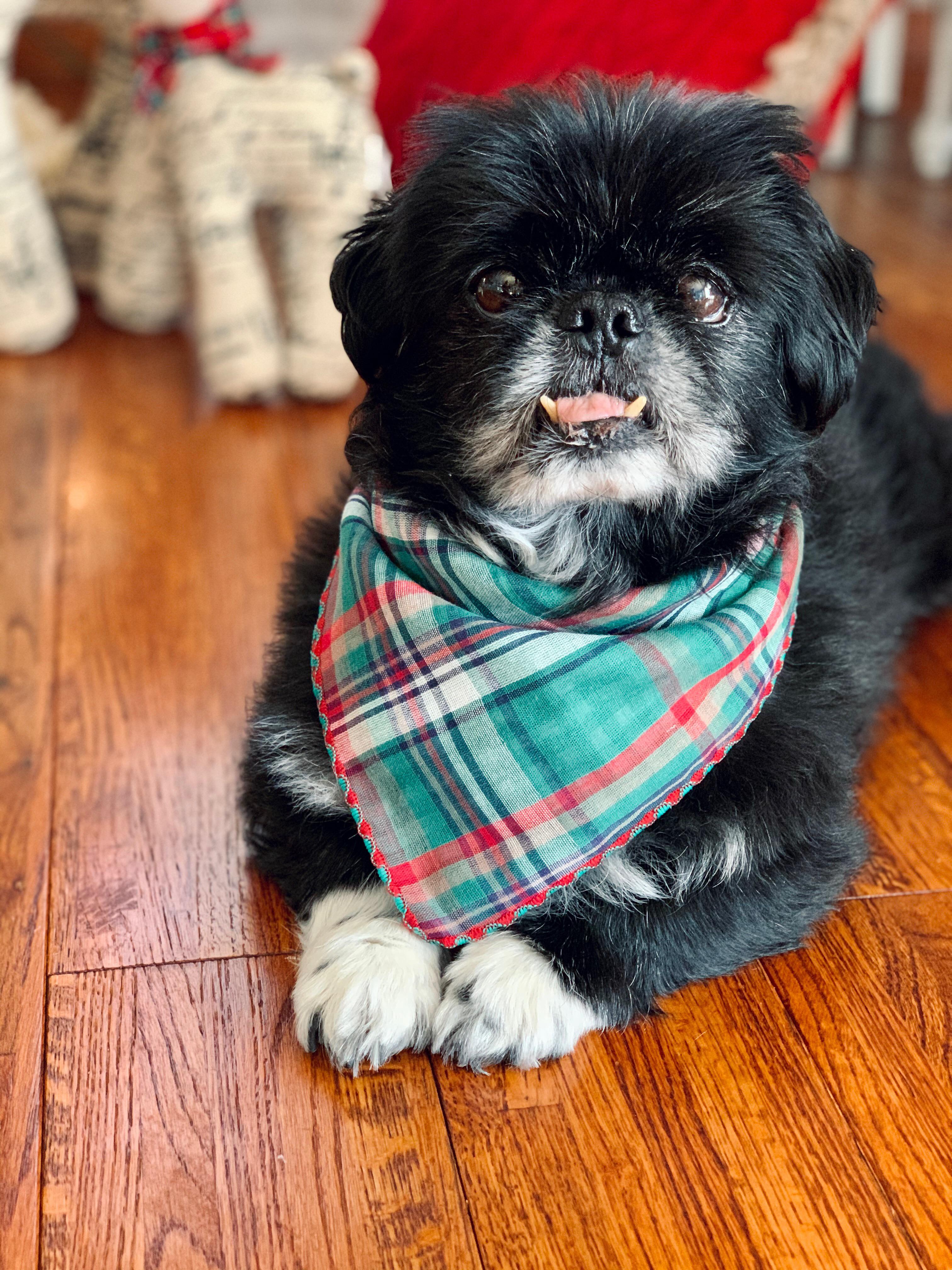 This is my dog. | Scrolller