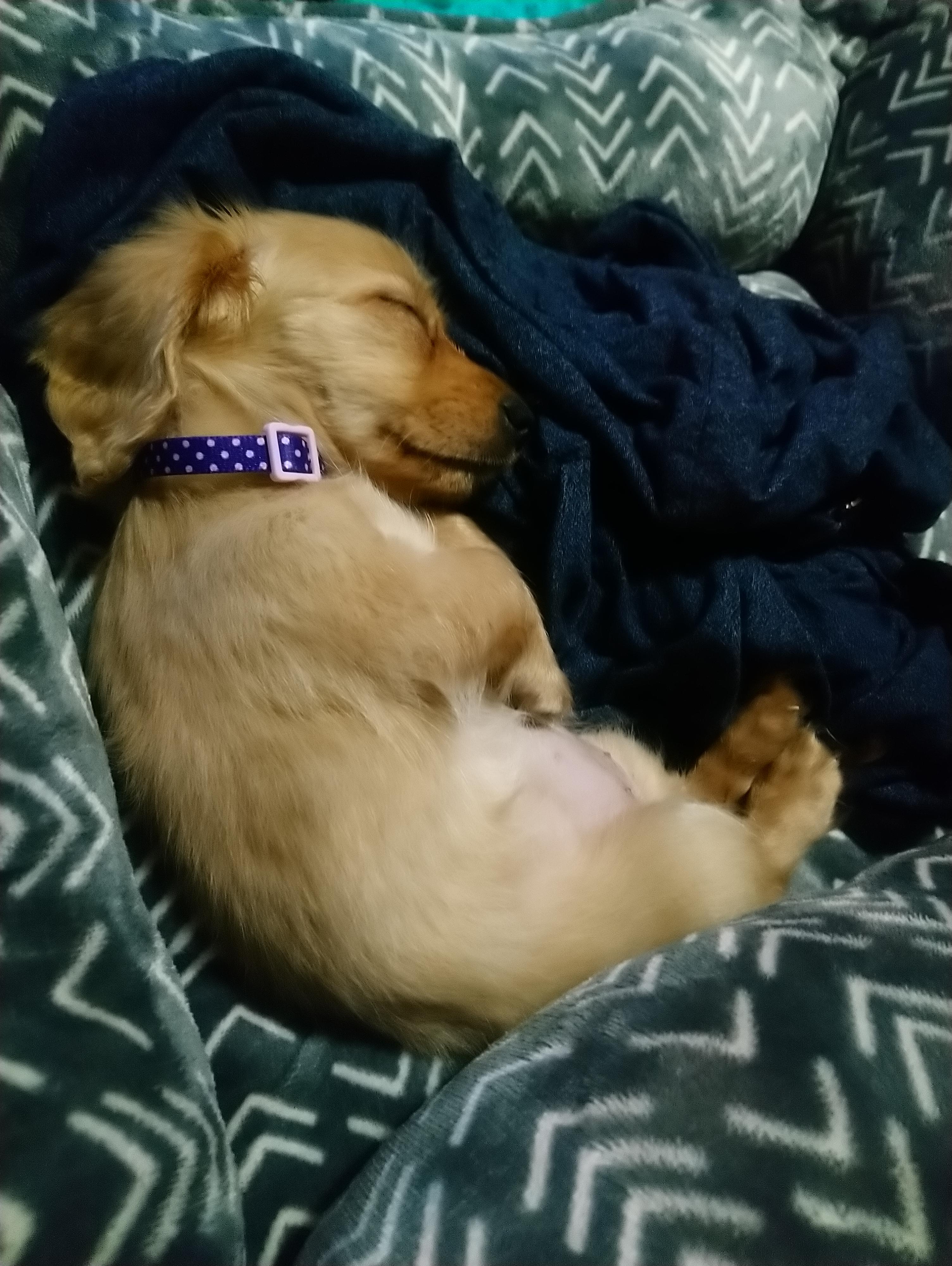 This is my first pup.... Meet Millie Vanillie | Scrolller