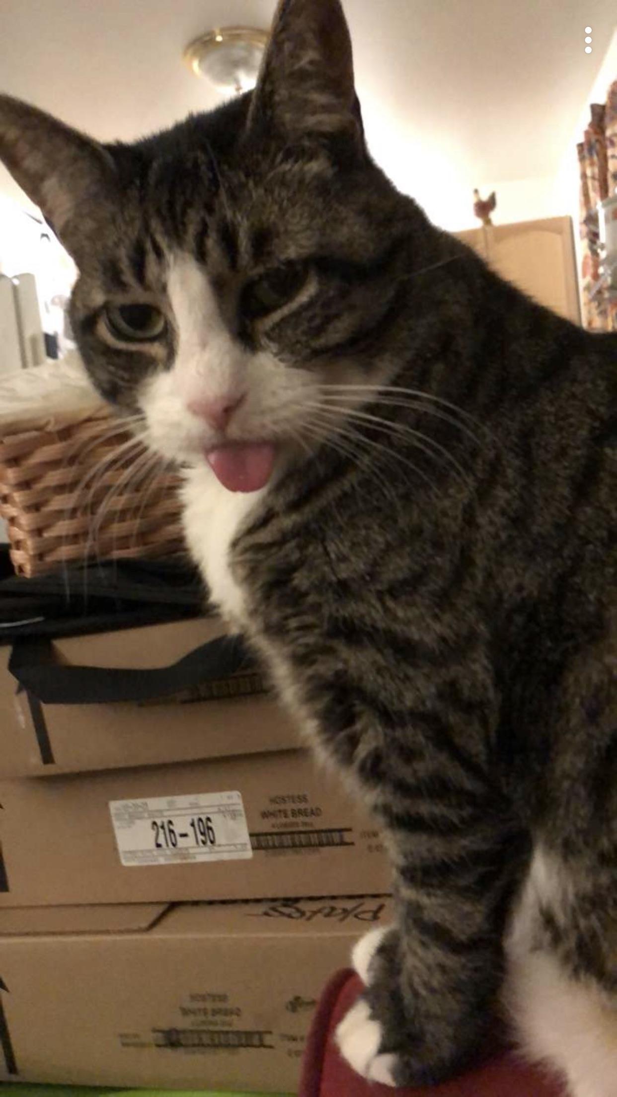 This is my GF’s cat, Marceline, aka Marcy. She only has two teeth, so she bleps often, and big ...