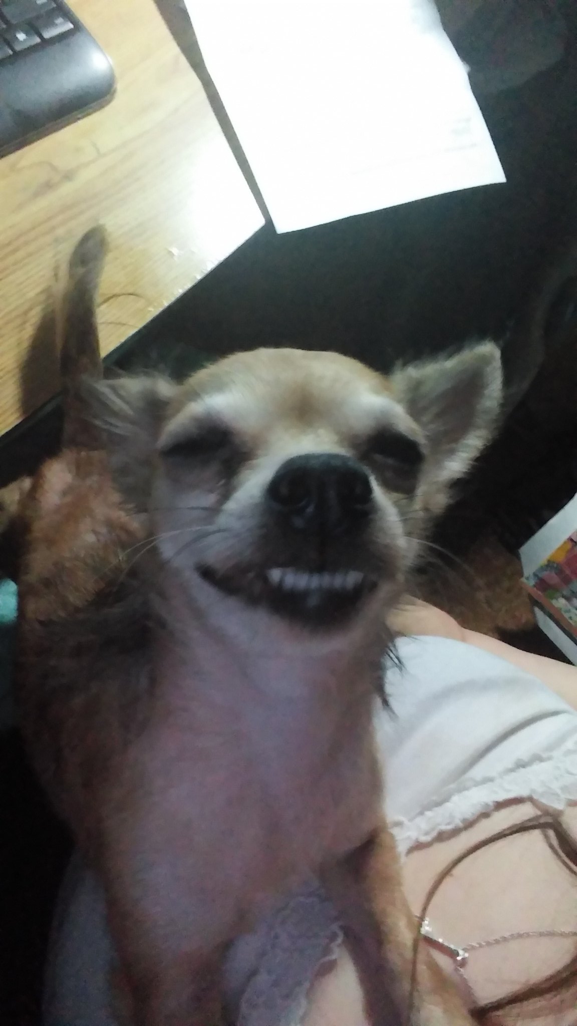 This is my girlfriend's dog, Momo. She's a very happy pupper. | Scrolller