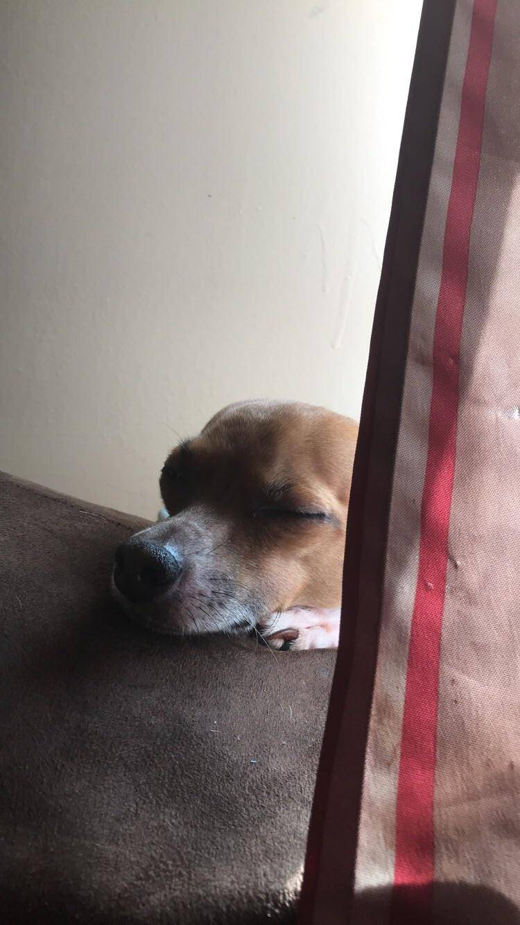 This is my smol pupper named Little Bit | Scrolller