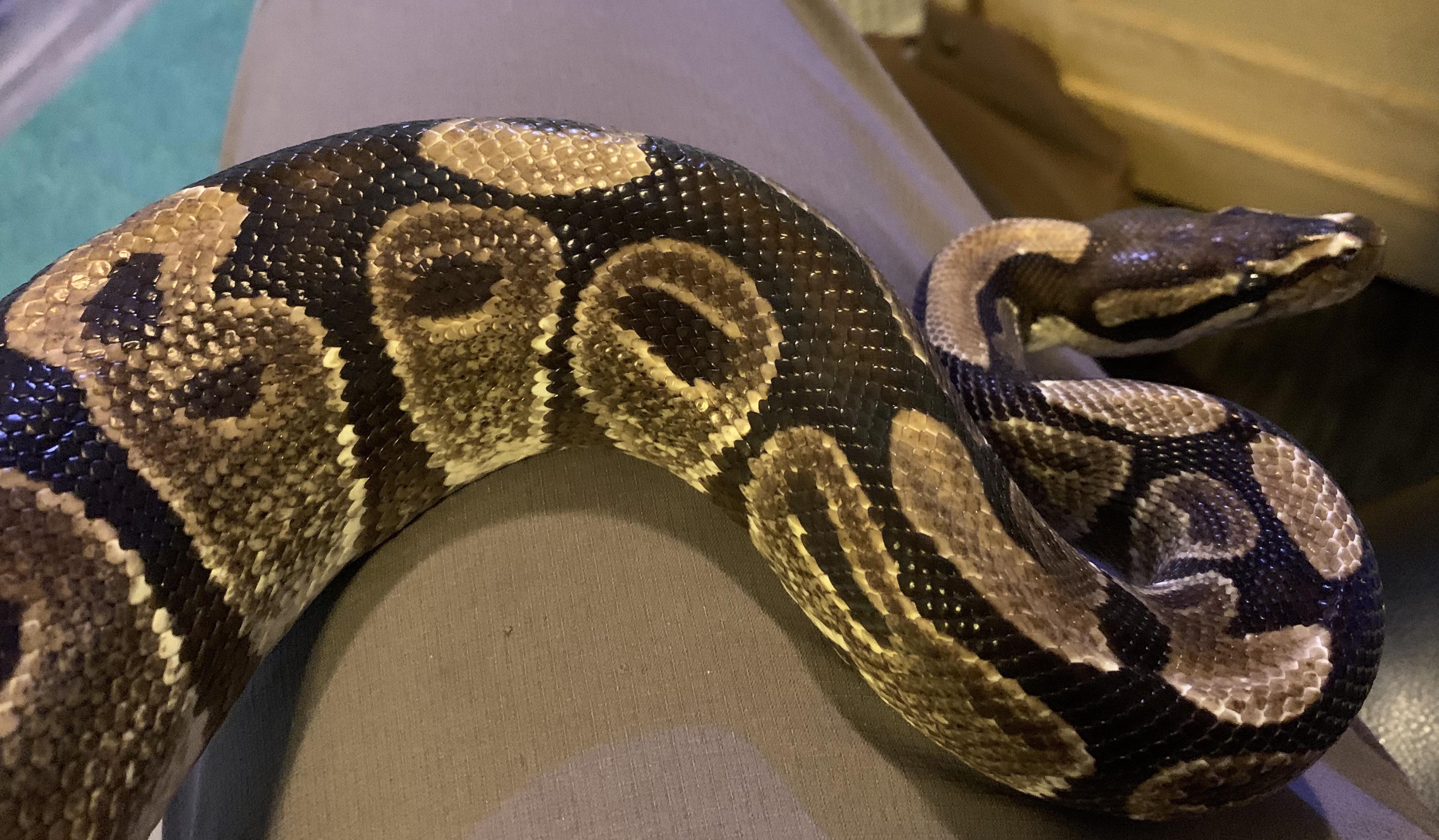This is my super spooky Halloween python President Herbert Mountain Dew ...