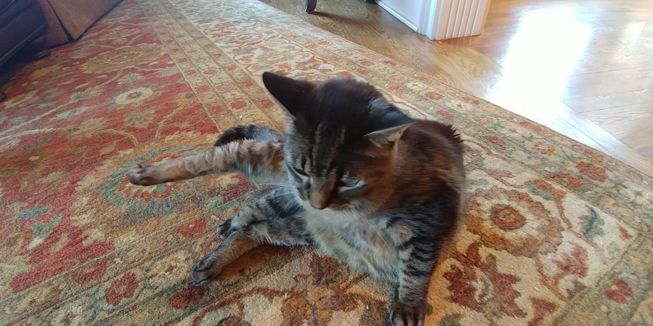 this is my tabby cat | Scrolller