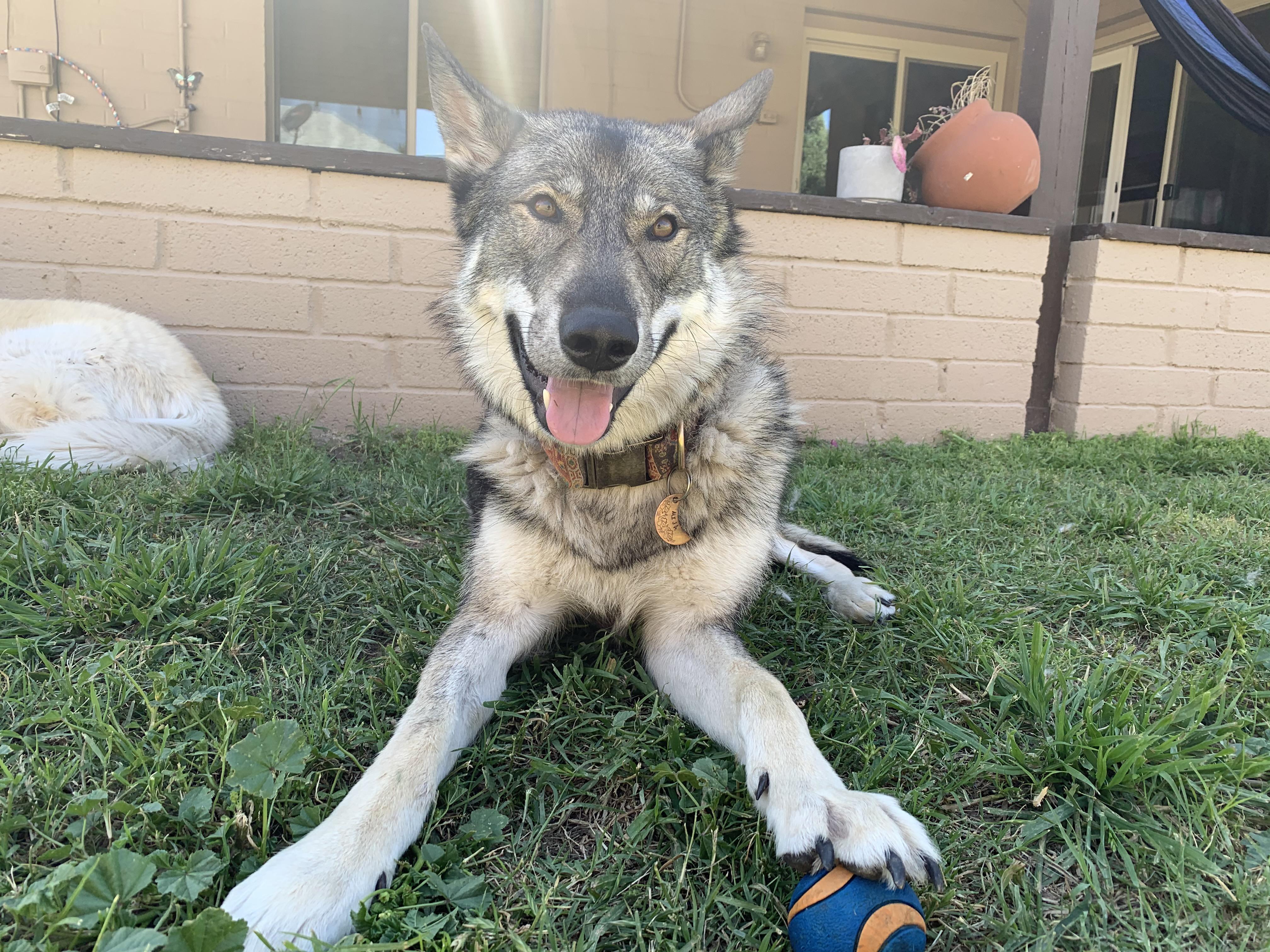 This is my wolf doggo Mija! 💓 | Scrolller