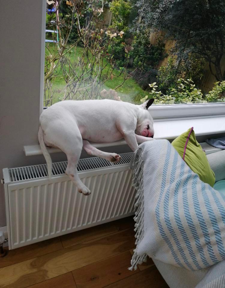 This is Ponyo, she likes to sleep on the window ledge | Scrolller