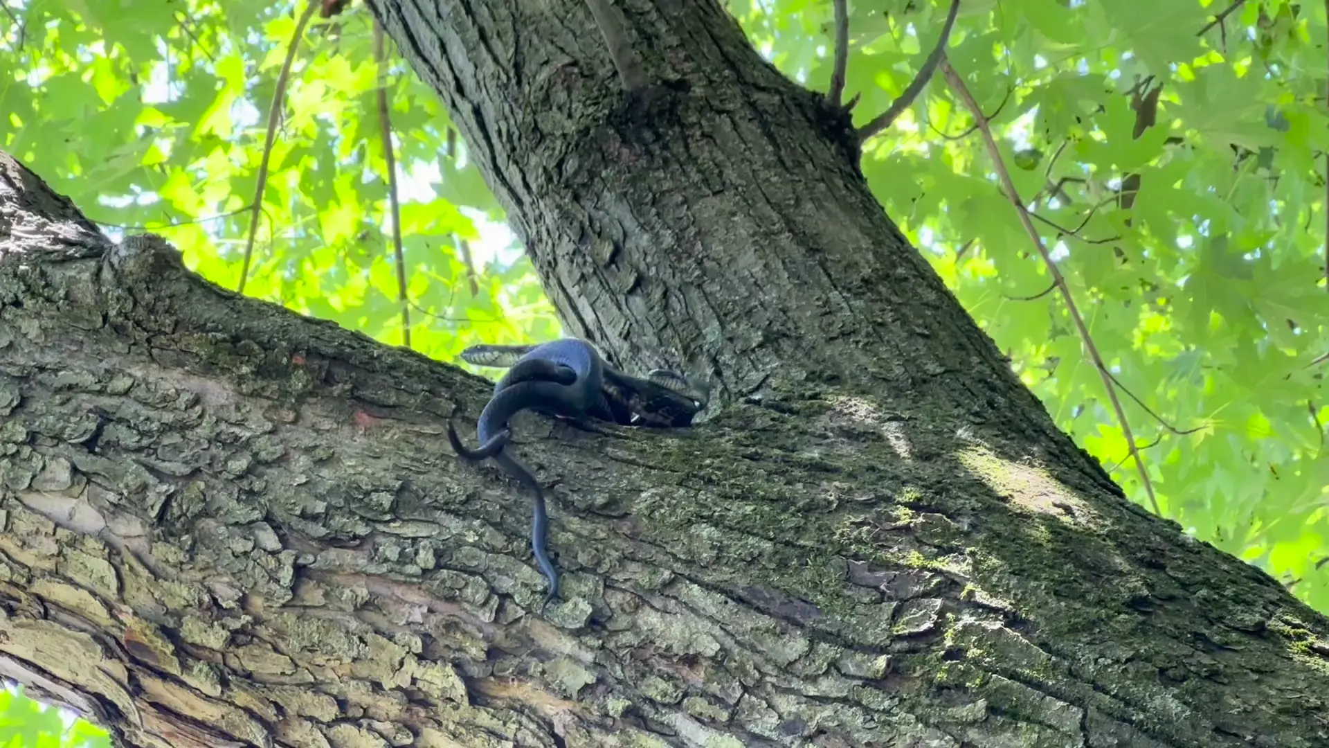 This is the 2nd year in a row happened in my maple tree. | Scrolller