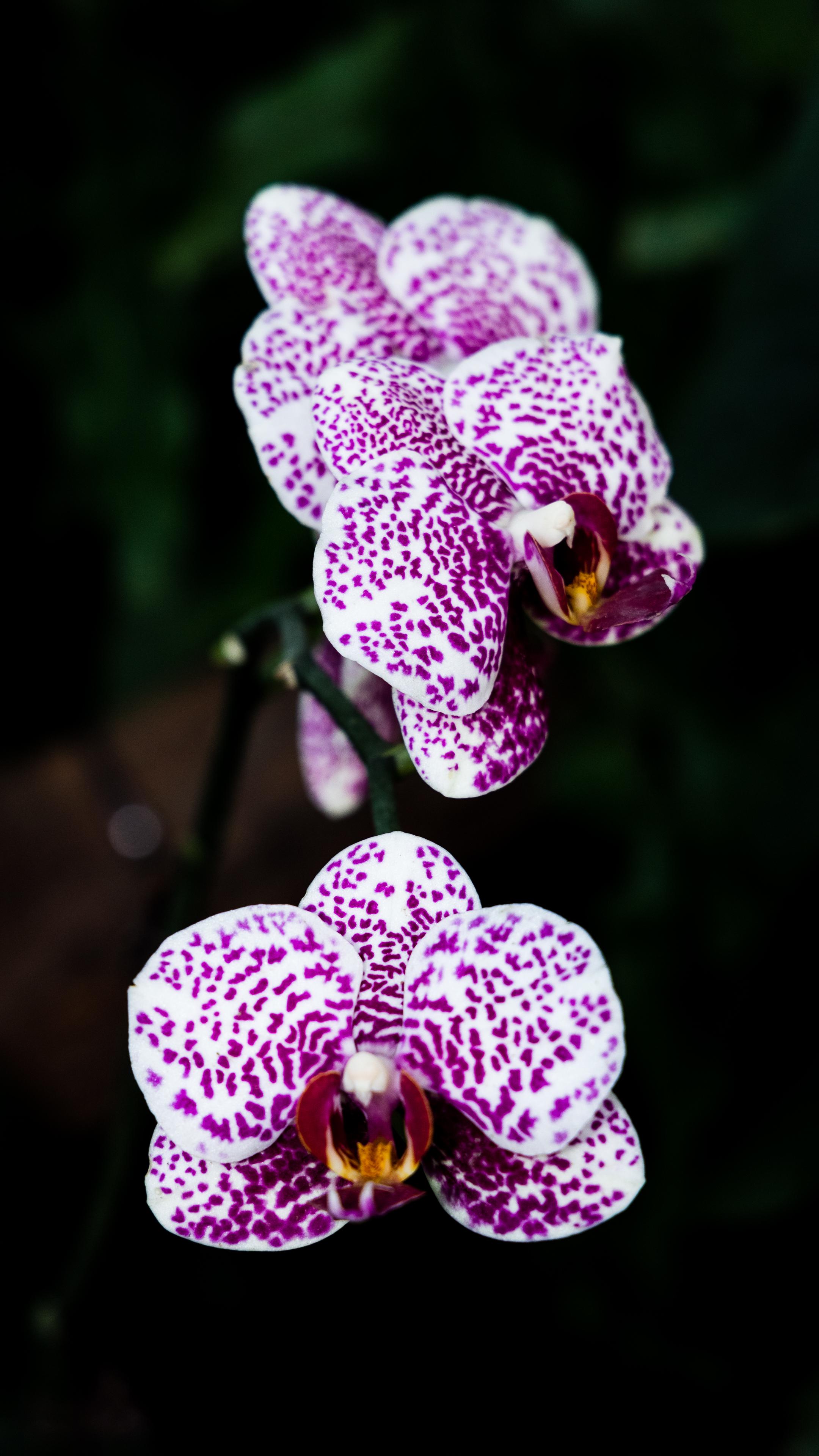 This is the Moon orchid blooming in my garden, do you like it? | Scrolller
