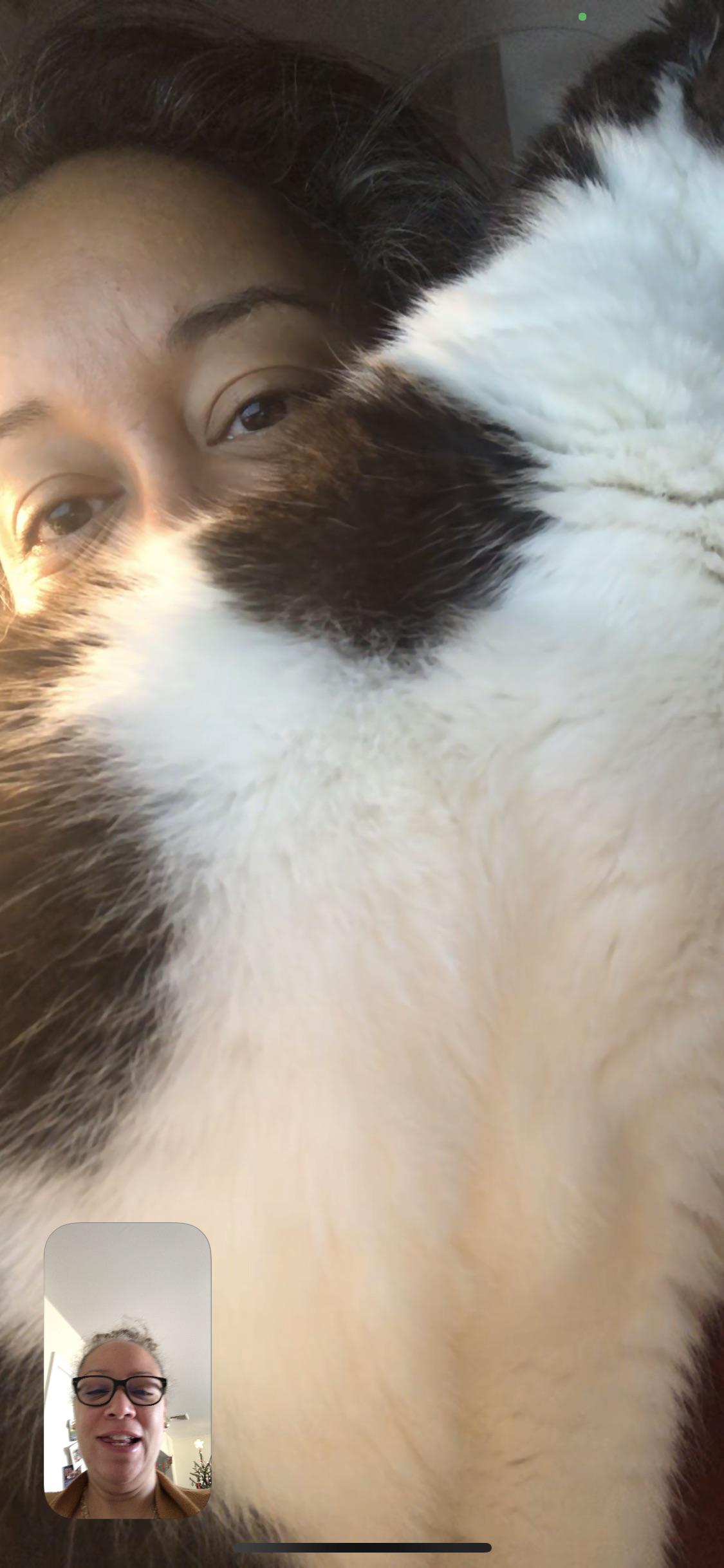 This Is What My Sisters Cat Does Every Time We Talk Over Facetime She
