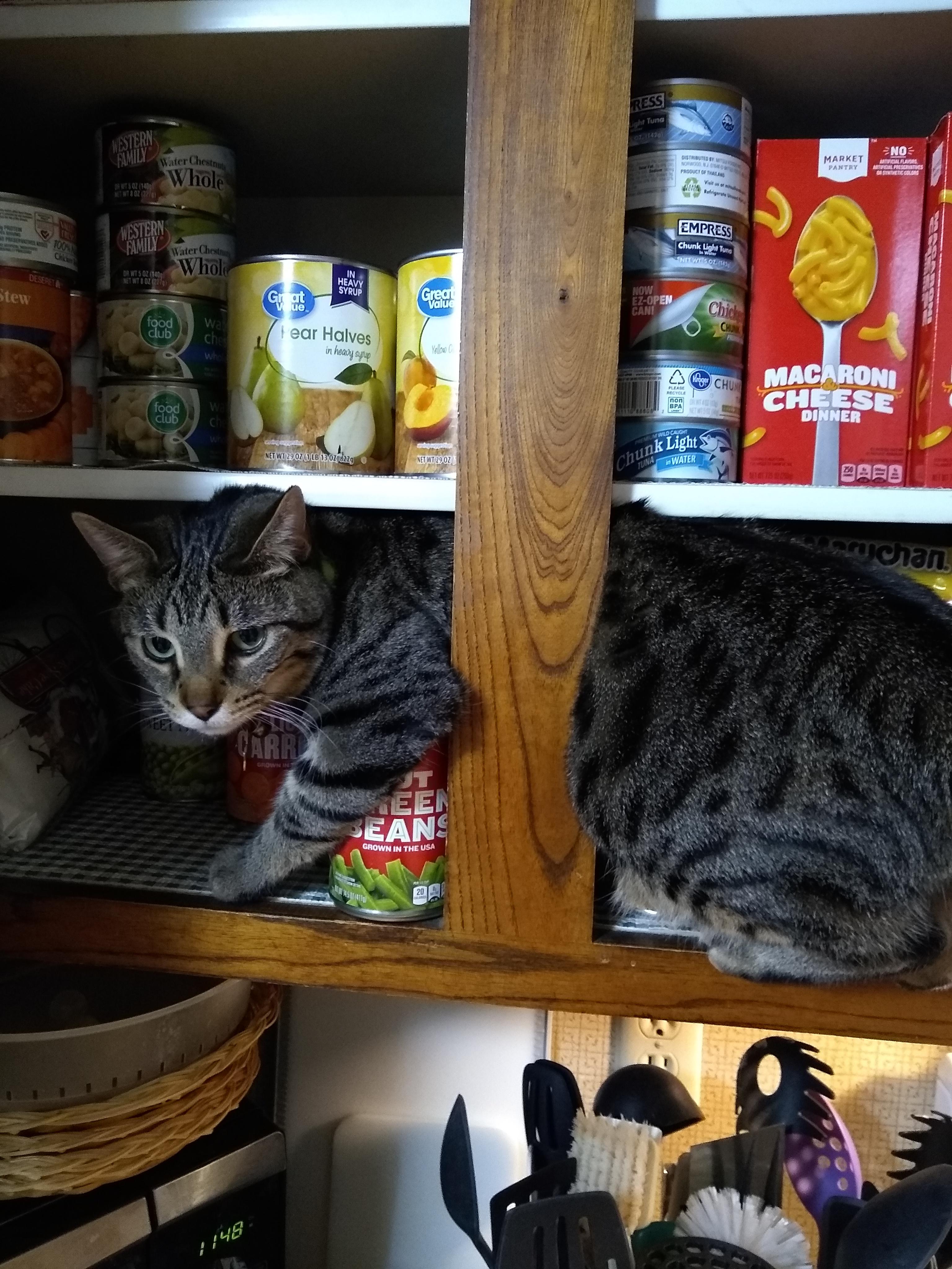 This isn't even the cat food cupboard. | Scrolller