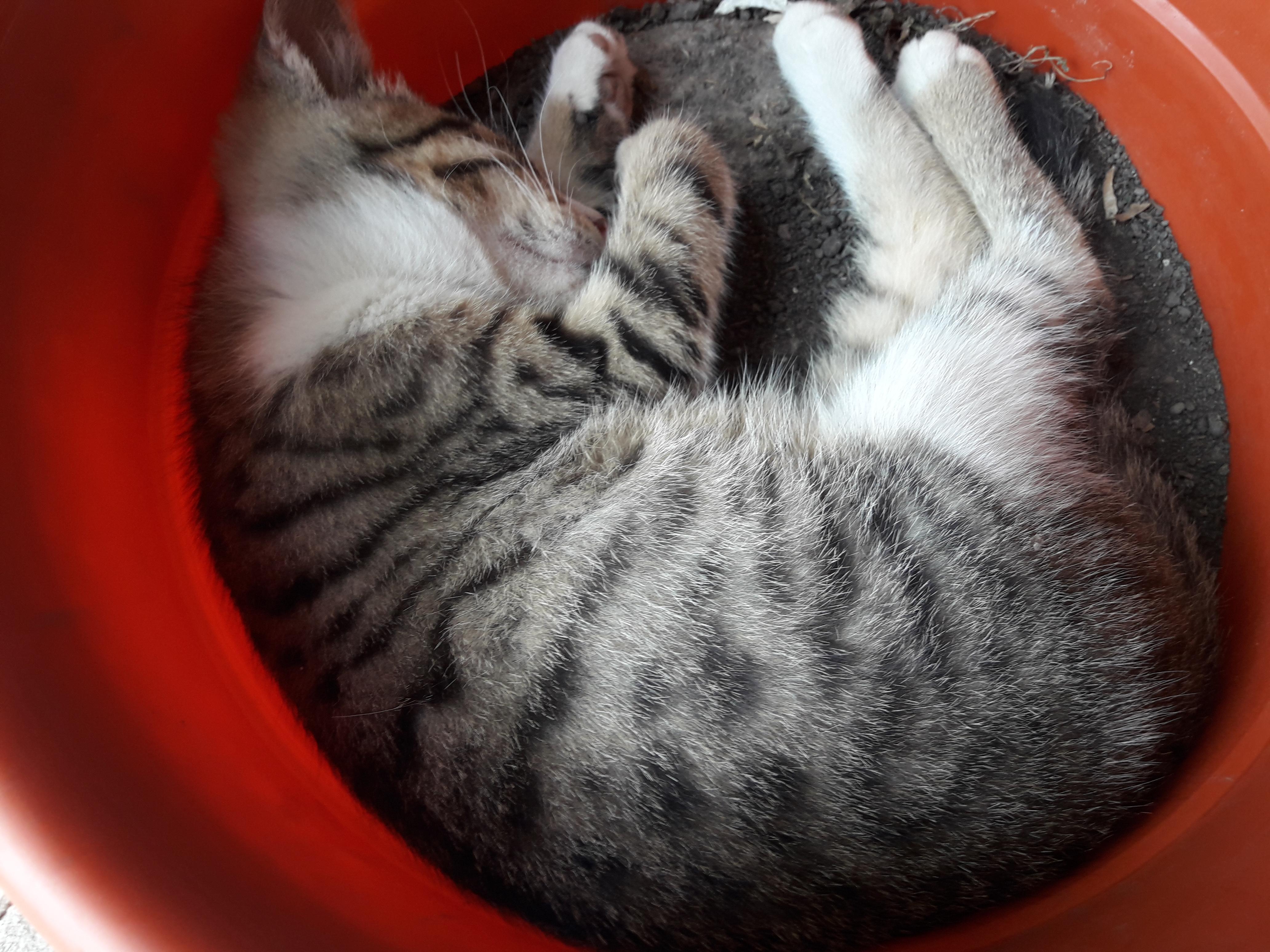 This lil cat lad sleeping in a pot . | Scrolller