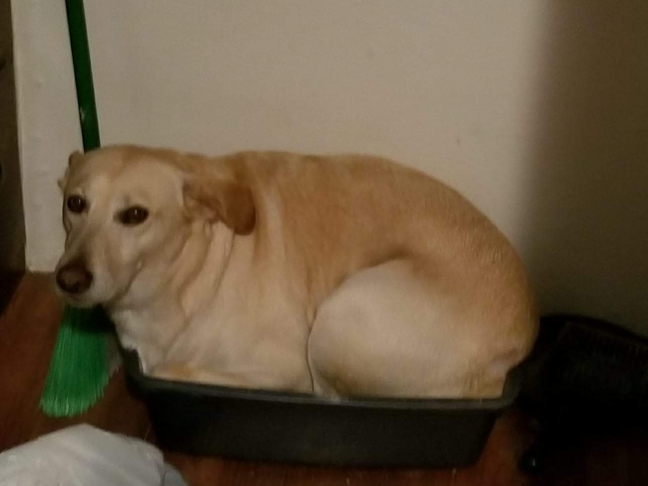 This loveable idiot in the cat box. | Scrolller