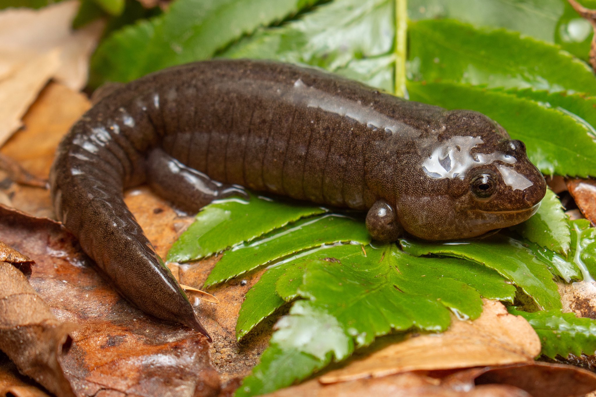 🔥 This obese salamander 🔥 | Scrolller