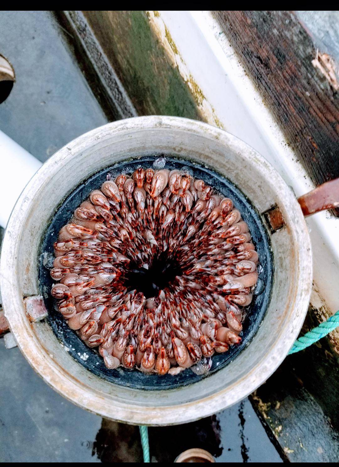 This pipe full of barnacles | Scrolller