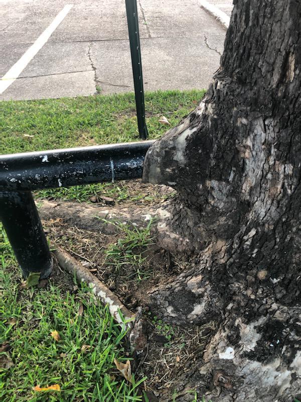 This pipe swallowing tree | Scrolller