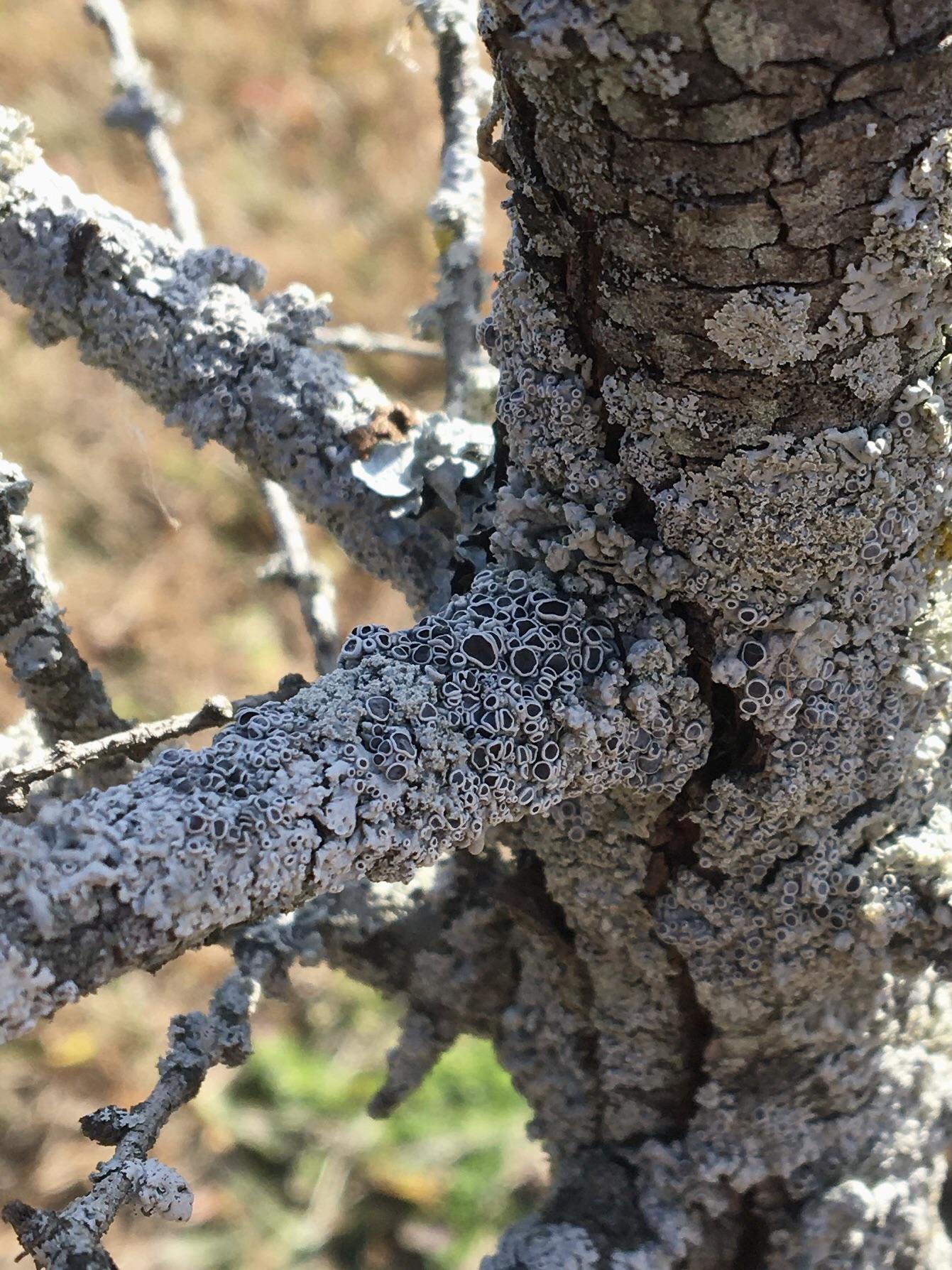 This poor pine tree... | Scrolller