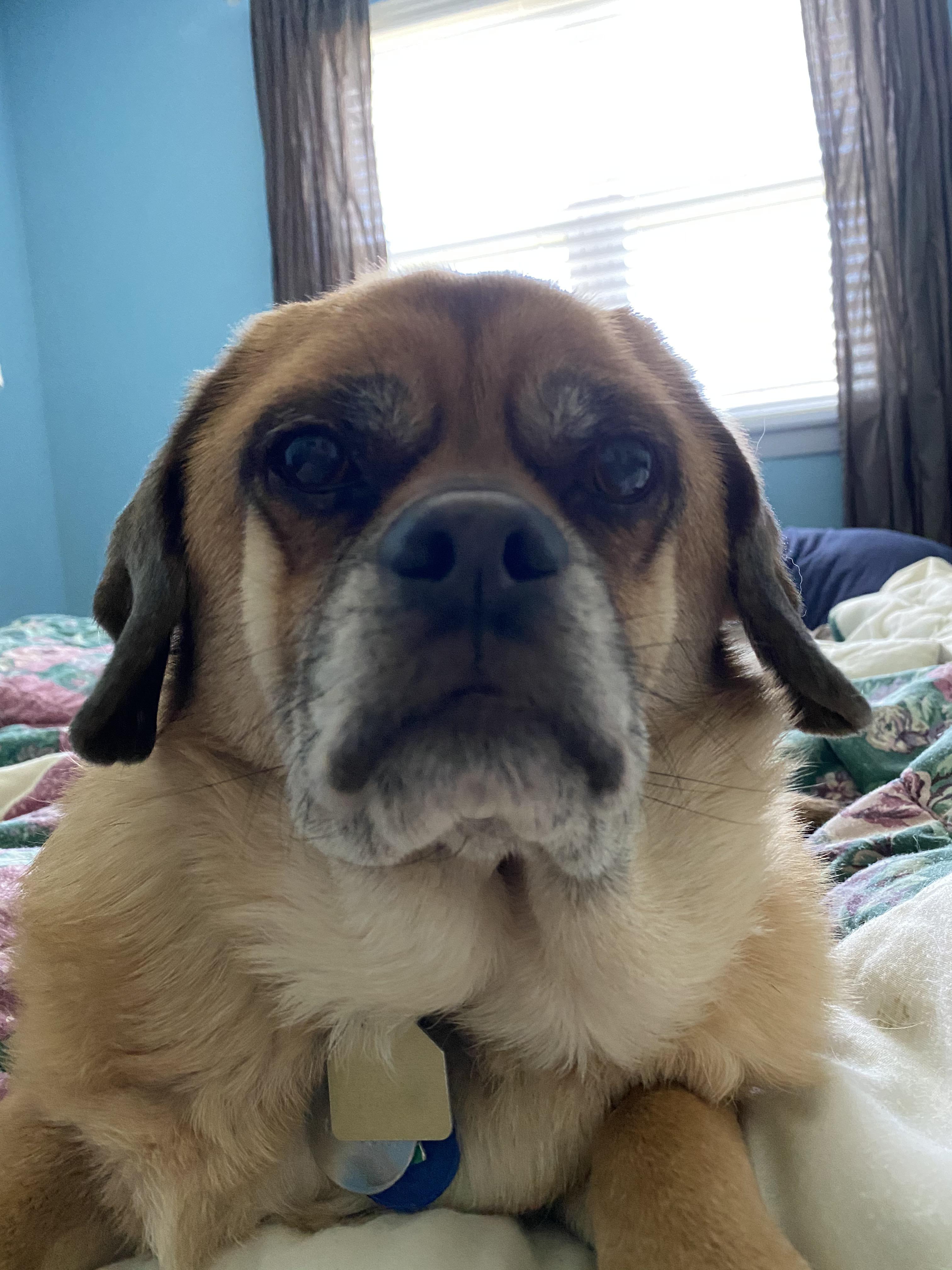 This puggle will be 11 this month! | Scrolller