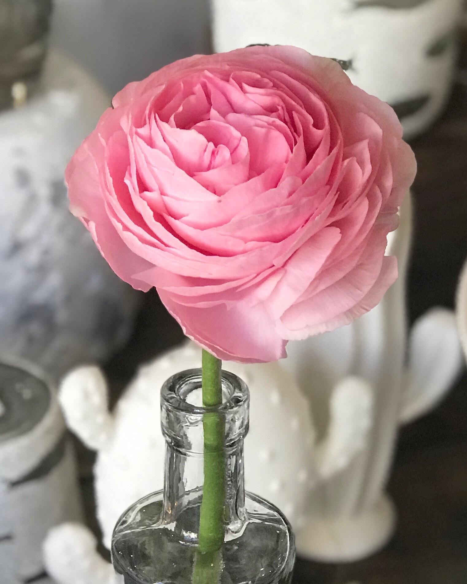 This ranunculus was showing off at work today! | Scrolller