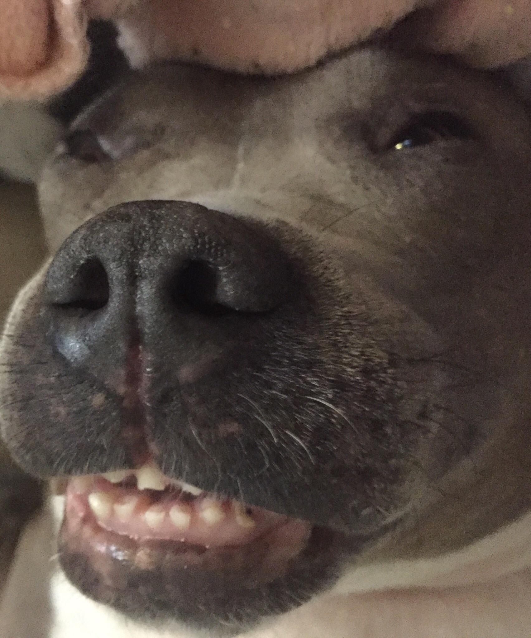This sleepy pit bull | Scrolller