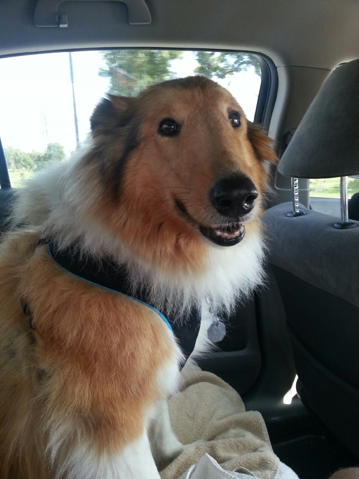 This subreddit needs posts! To start, here's my collie, Grace! | Scrolller