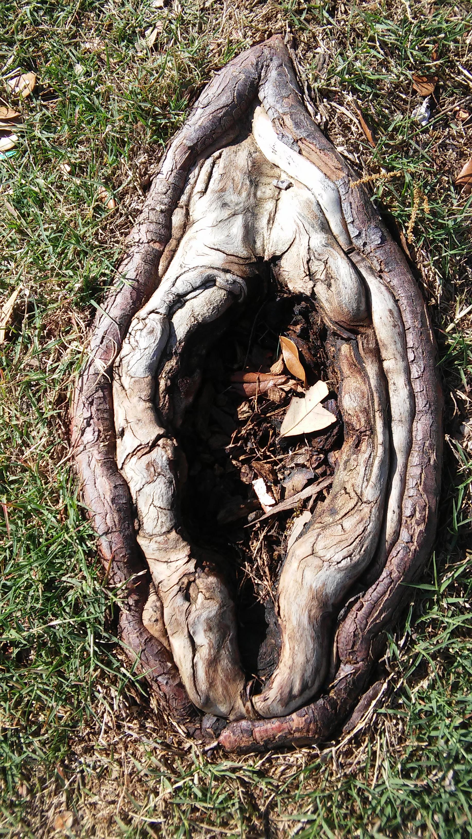 This tree-trunk | Scrolller