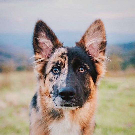 This very unique German Shepherd | Scrolller