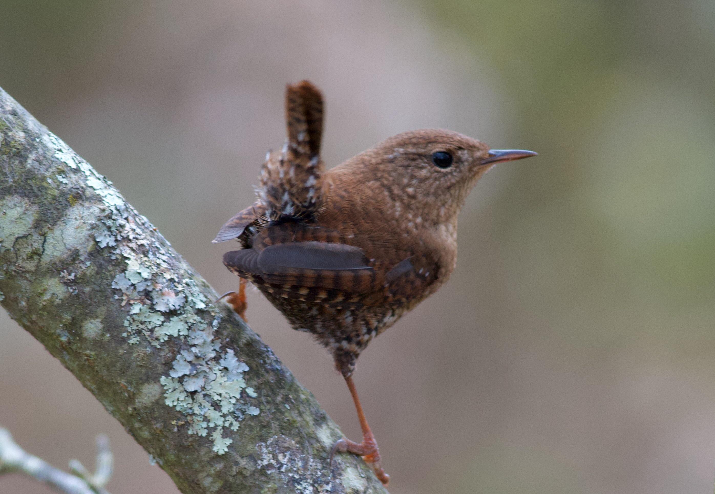 This Winter Wren could really strike a pose | Scrolller