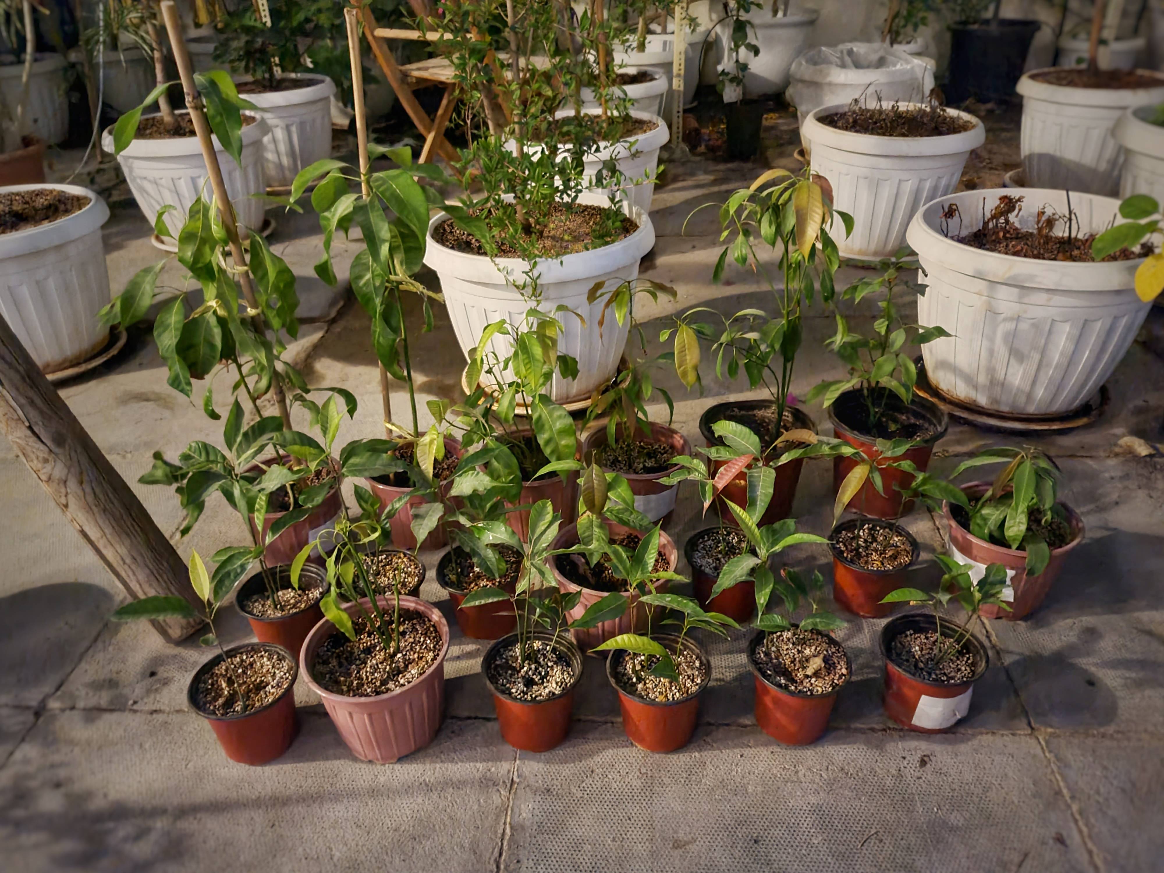 This year's seedlings grown from seed | Scrolller