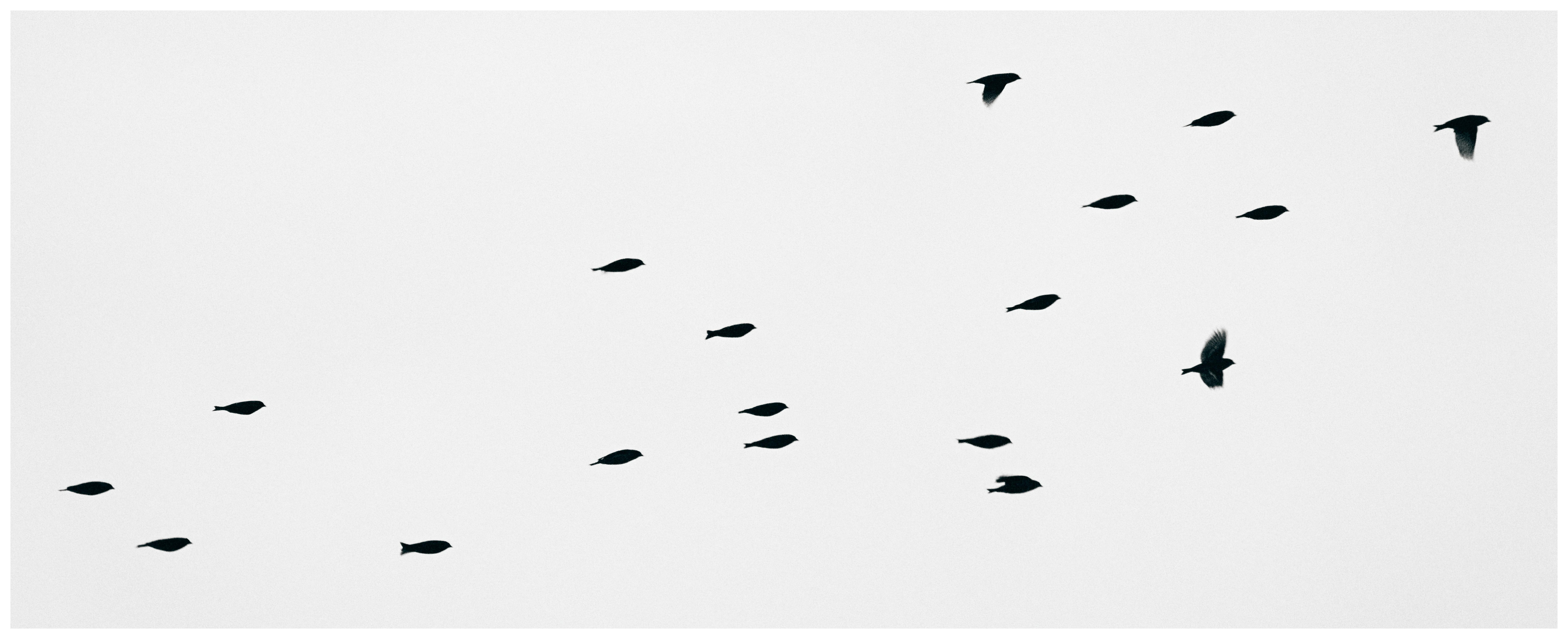 Thought this group of birds mid-flight looked cool | Scrolller