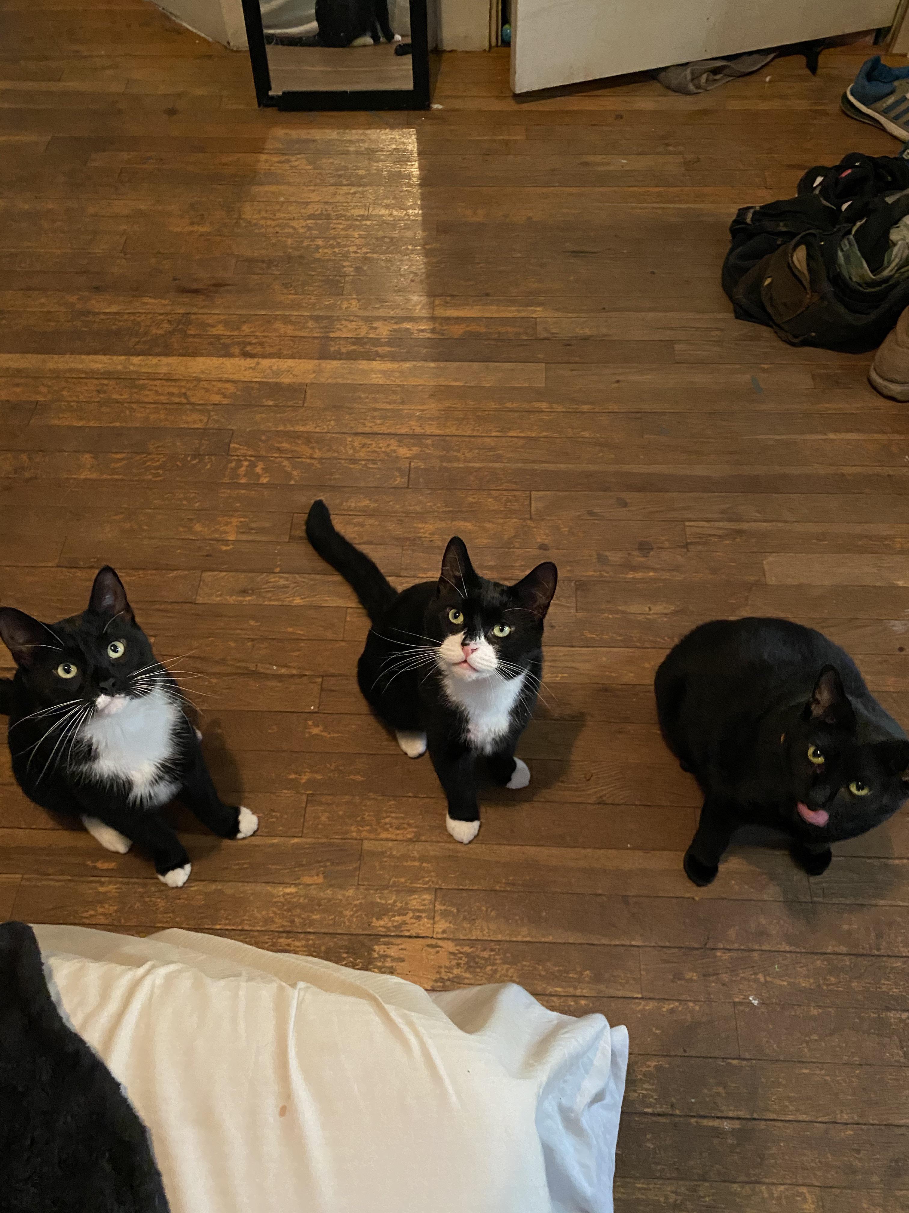 Three cuties!! | Scrolller