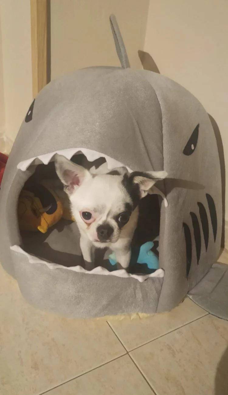 Thug life | Scrolller