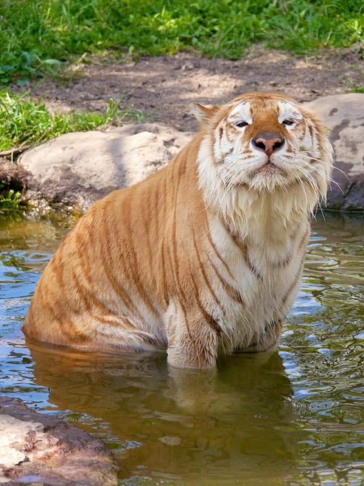 Tiger chonker | Scrolller