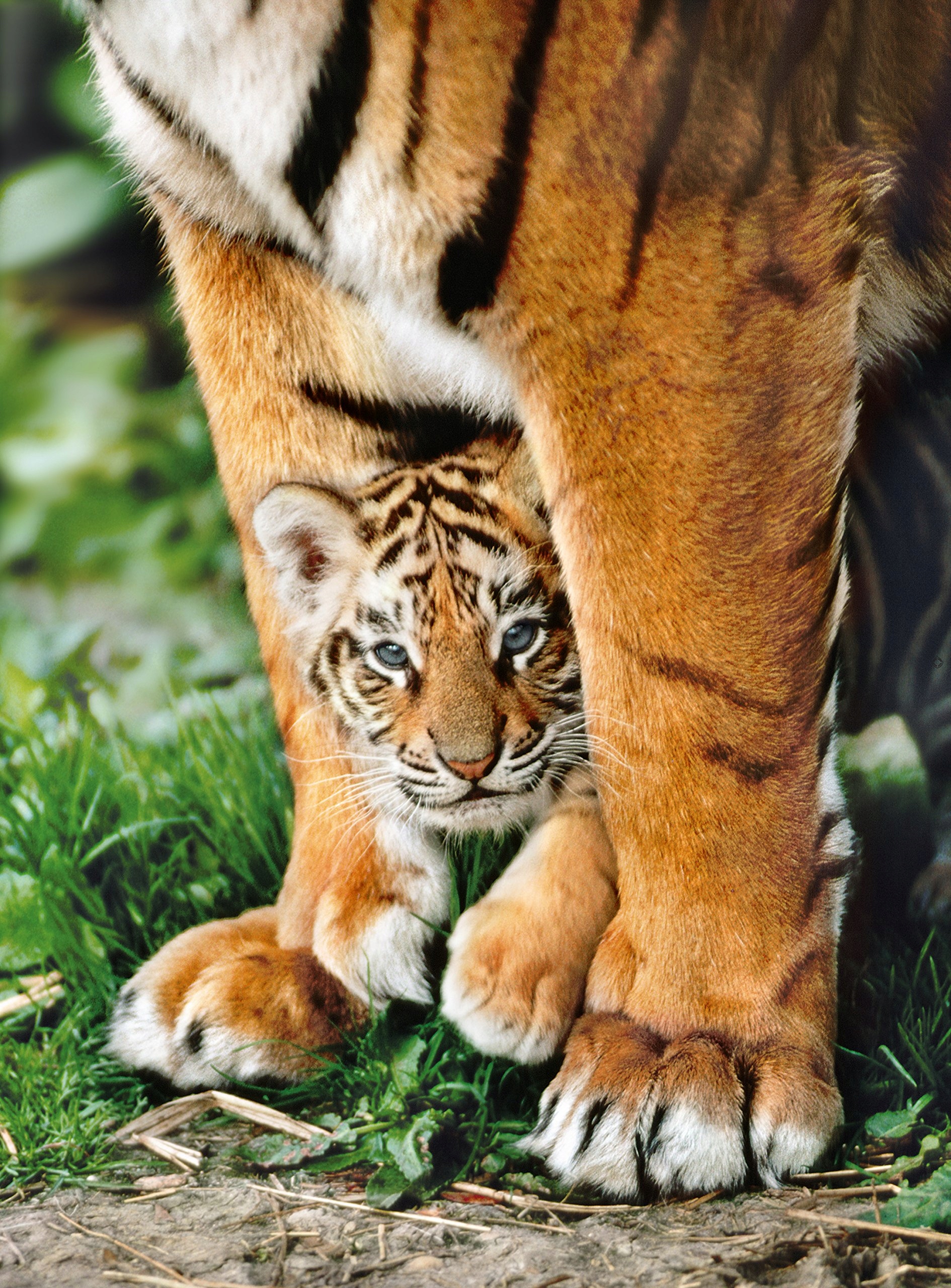 Tiger Cub with Mom | Scrolller