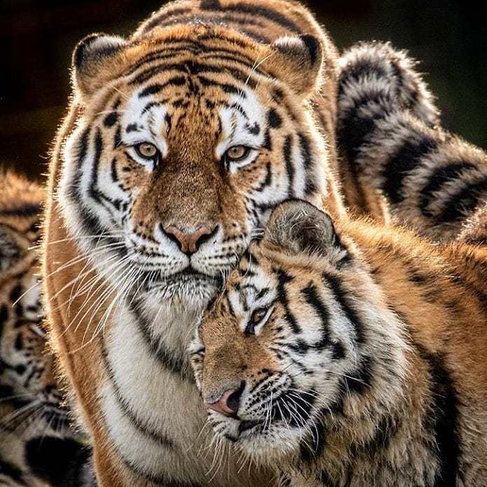 Tiger Love 💗 | Scrolller