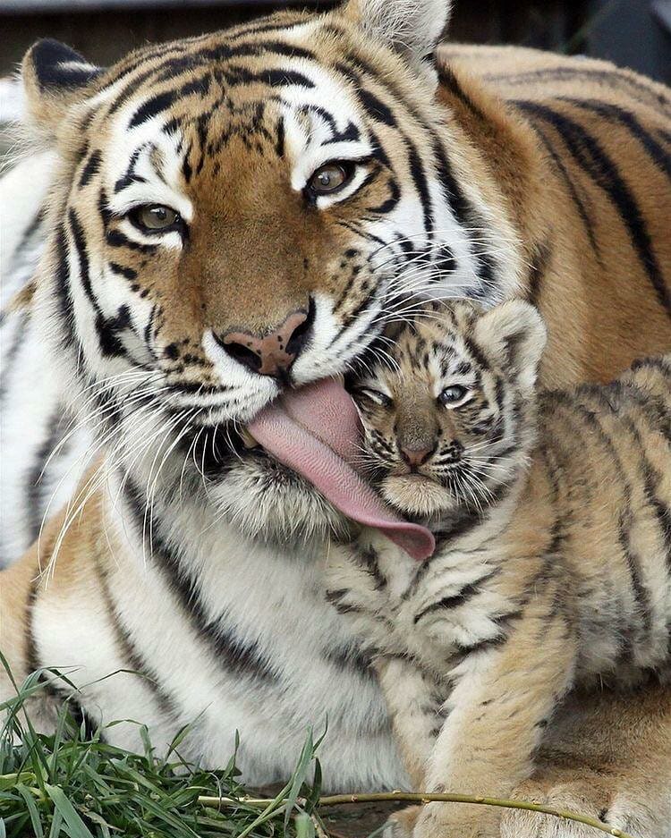 Tiger Mom Mlem | Scrolller