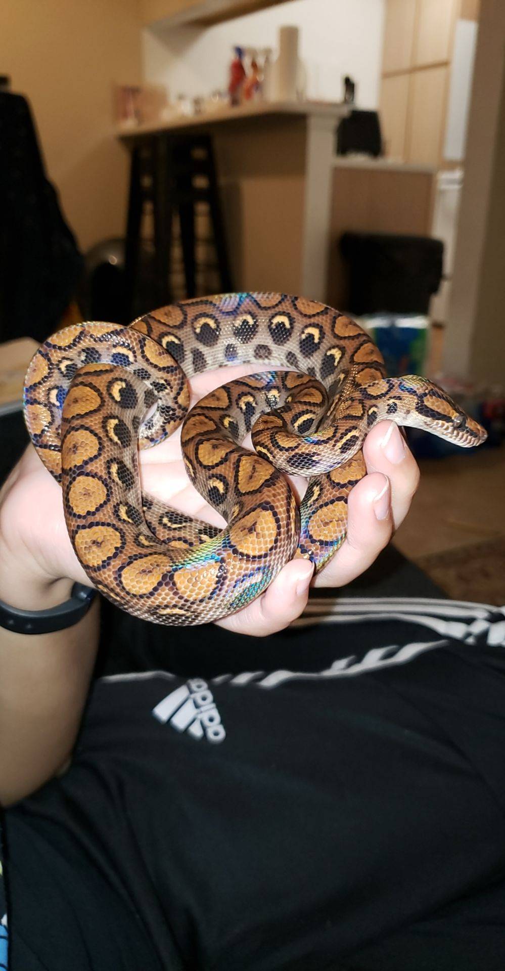Tiger my Brazilian rainbow boa | Scrolller