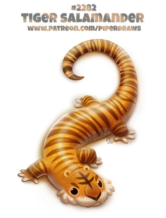 Tiger Salamander by Piper Thibodeau | Scrolller