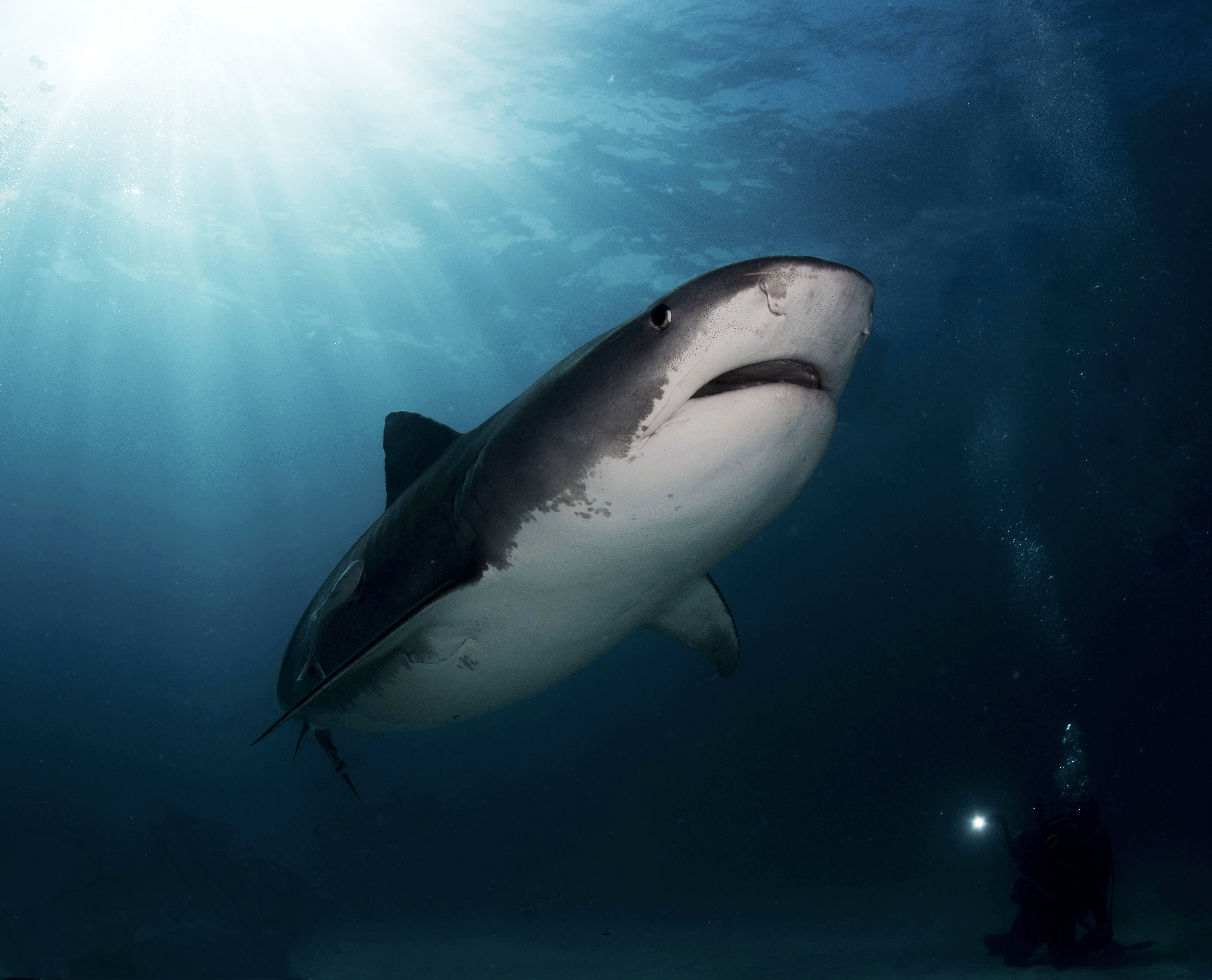 Tiger shark | Scrolller