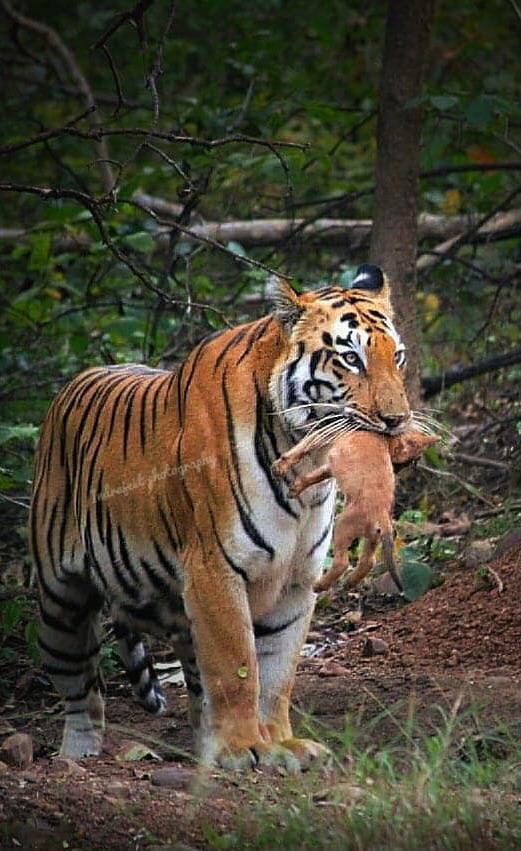Tiger with its most recent victim - a dhole/Asiatic wild dog pup ...