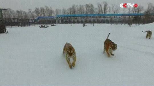 Tigers chasing a drone | Scrolller