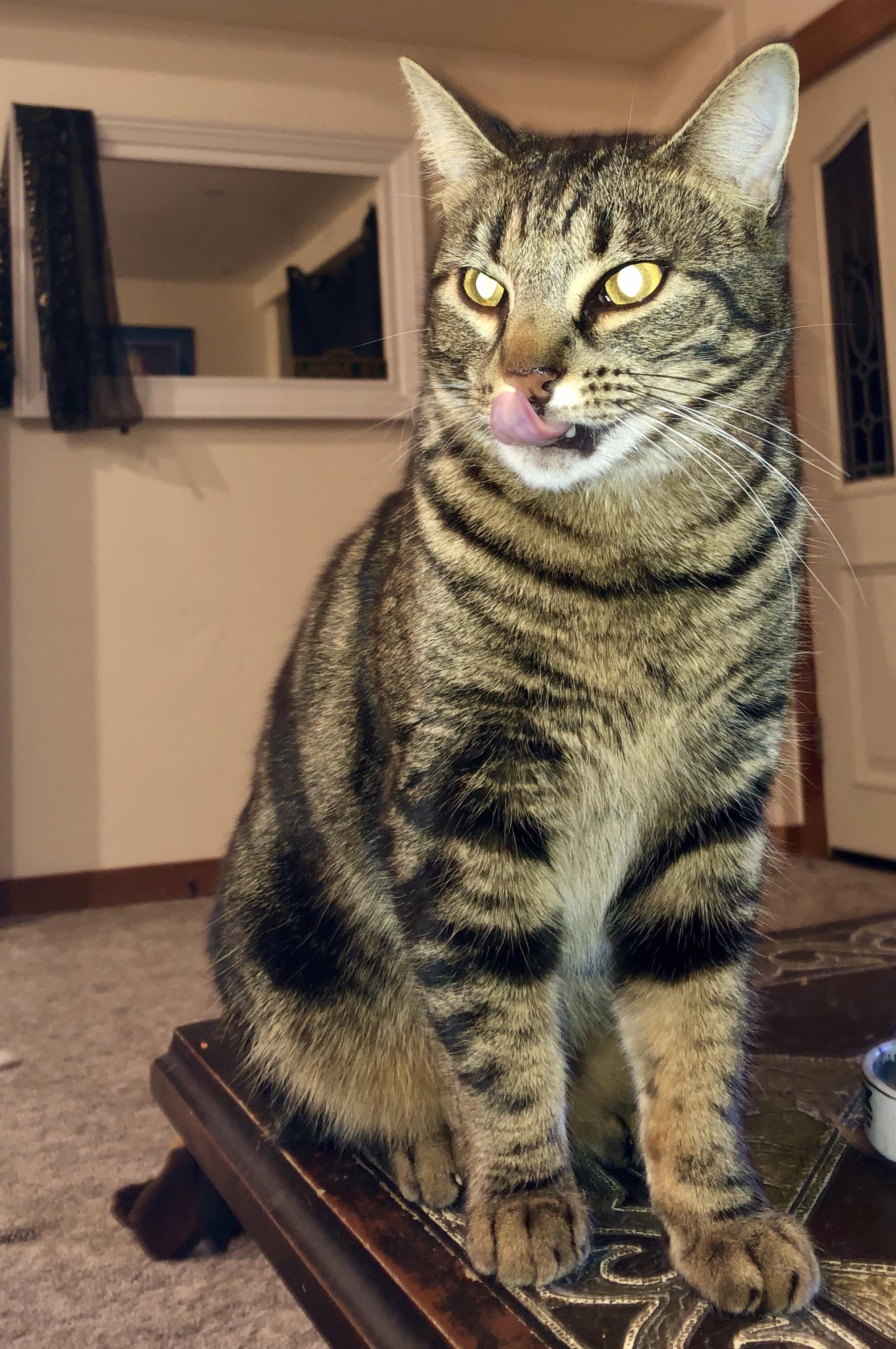 TIL the difference between a “blep” and a “mlem” - I do believe Oswald is doing the latter here ...