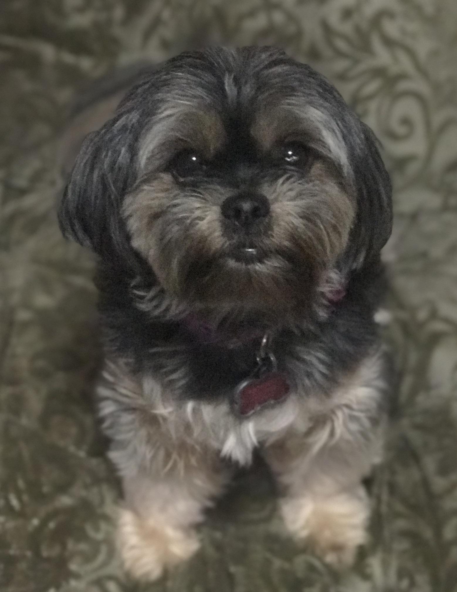 Tinkerbell, age 4 | Scrolller