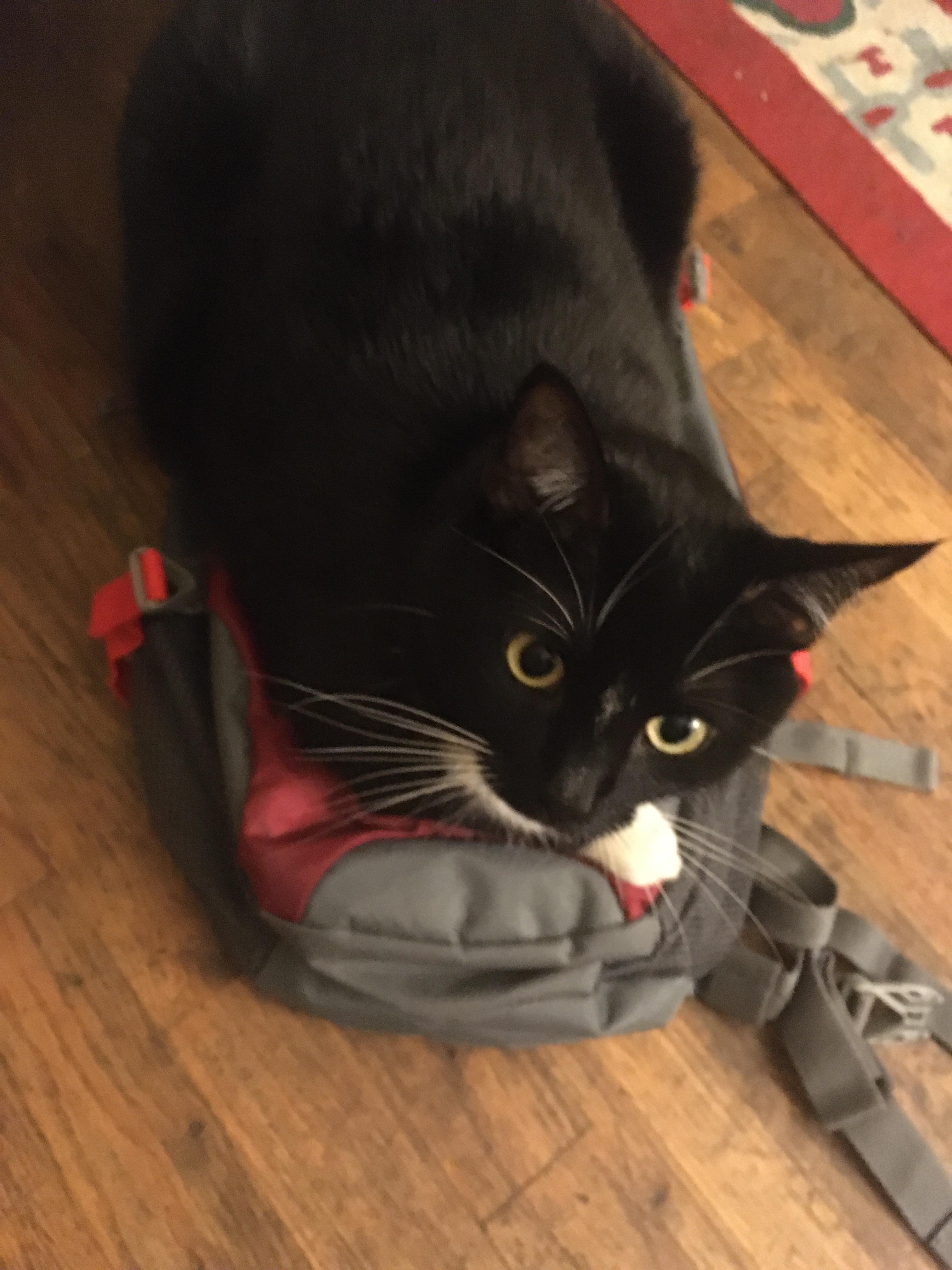 Tiny backpack trap was successful | Scrolller