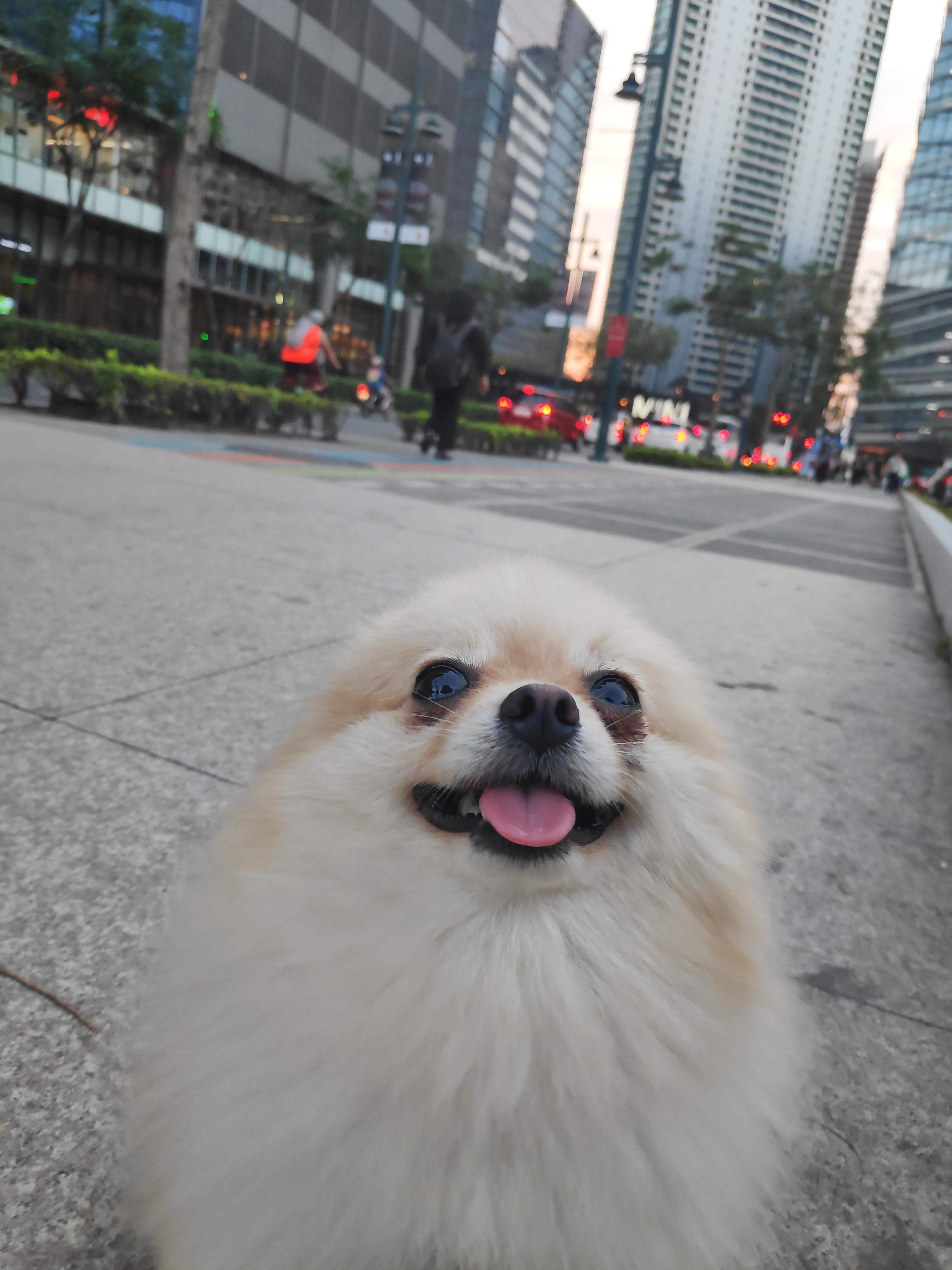 Tiny floof in the big city | Scrolller