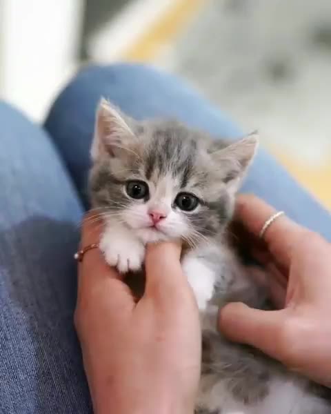 Tiny fluff, with mini beans and melm | Scrolller