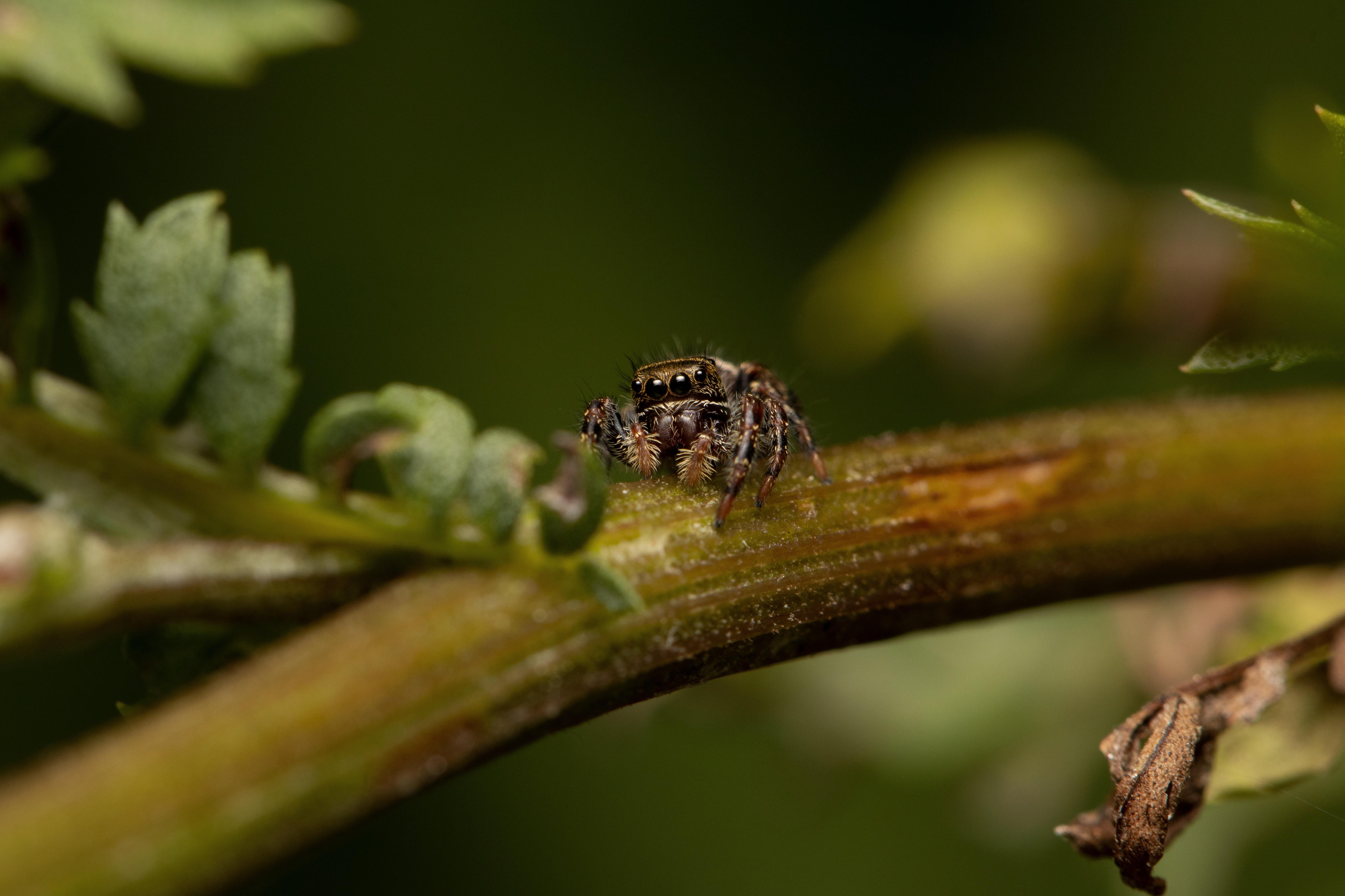 Tiny jumping spider | Scrolller