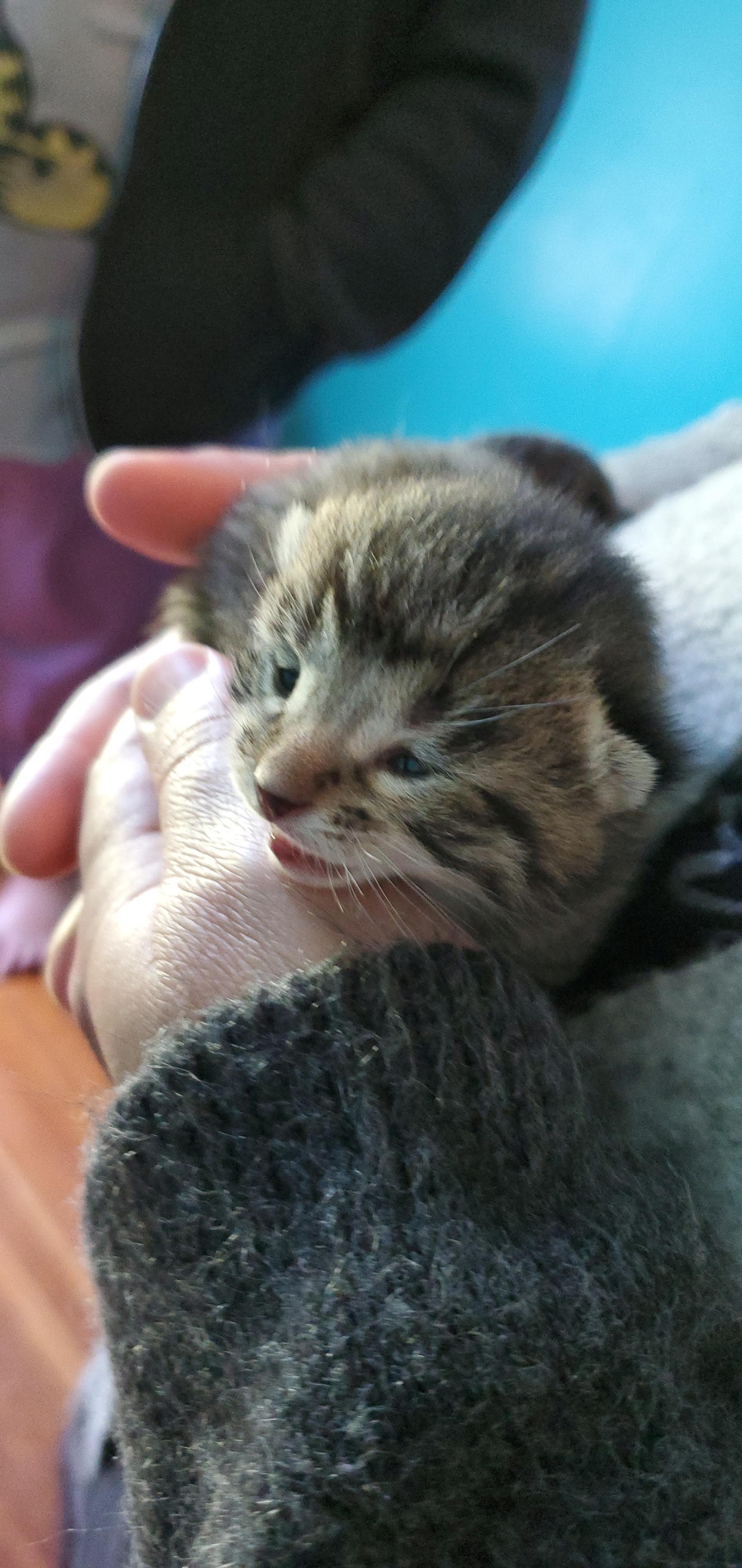 Tiny Kitty | Scrolller