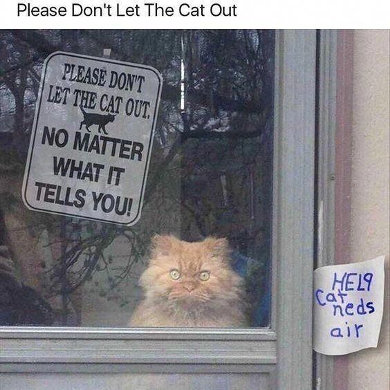 TiNY LIoN NedS AiR | Scrolller