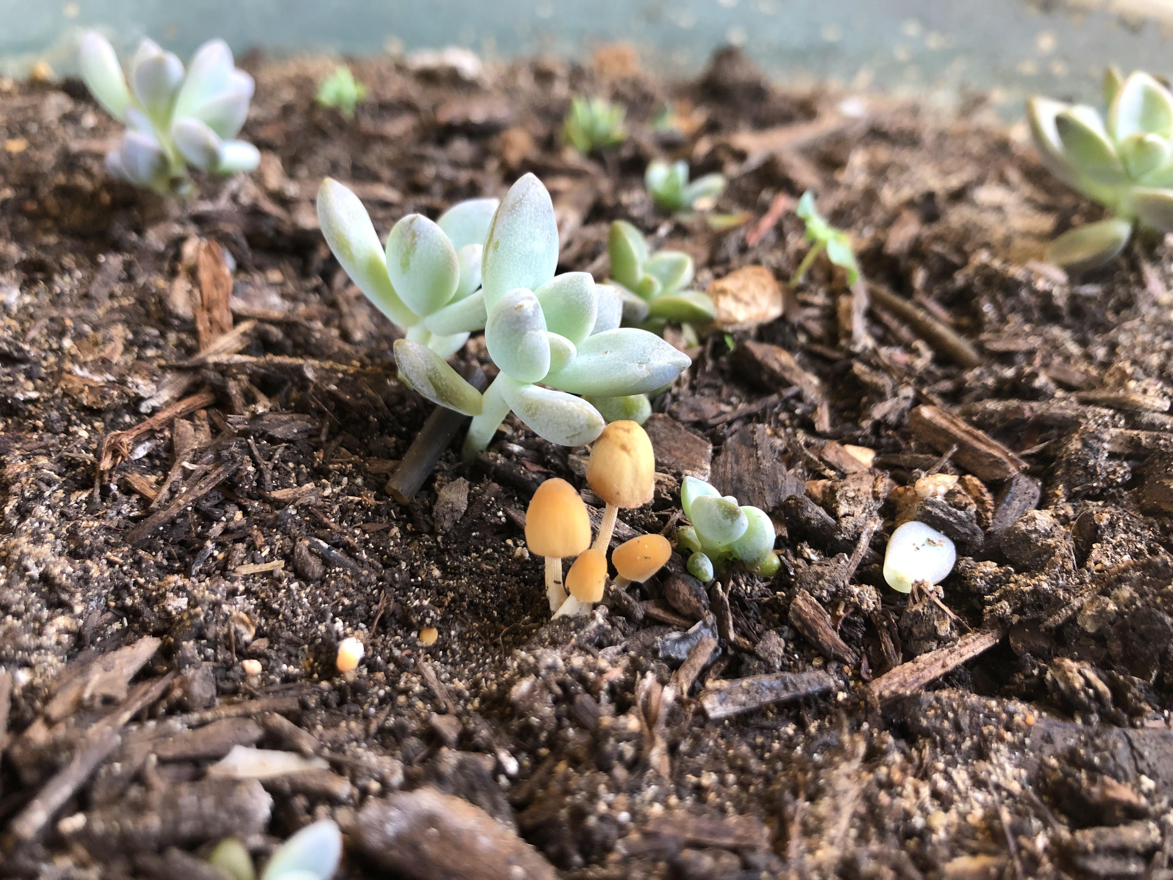 Tiny mushrooms! | Scrolller